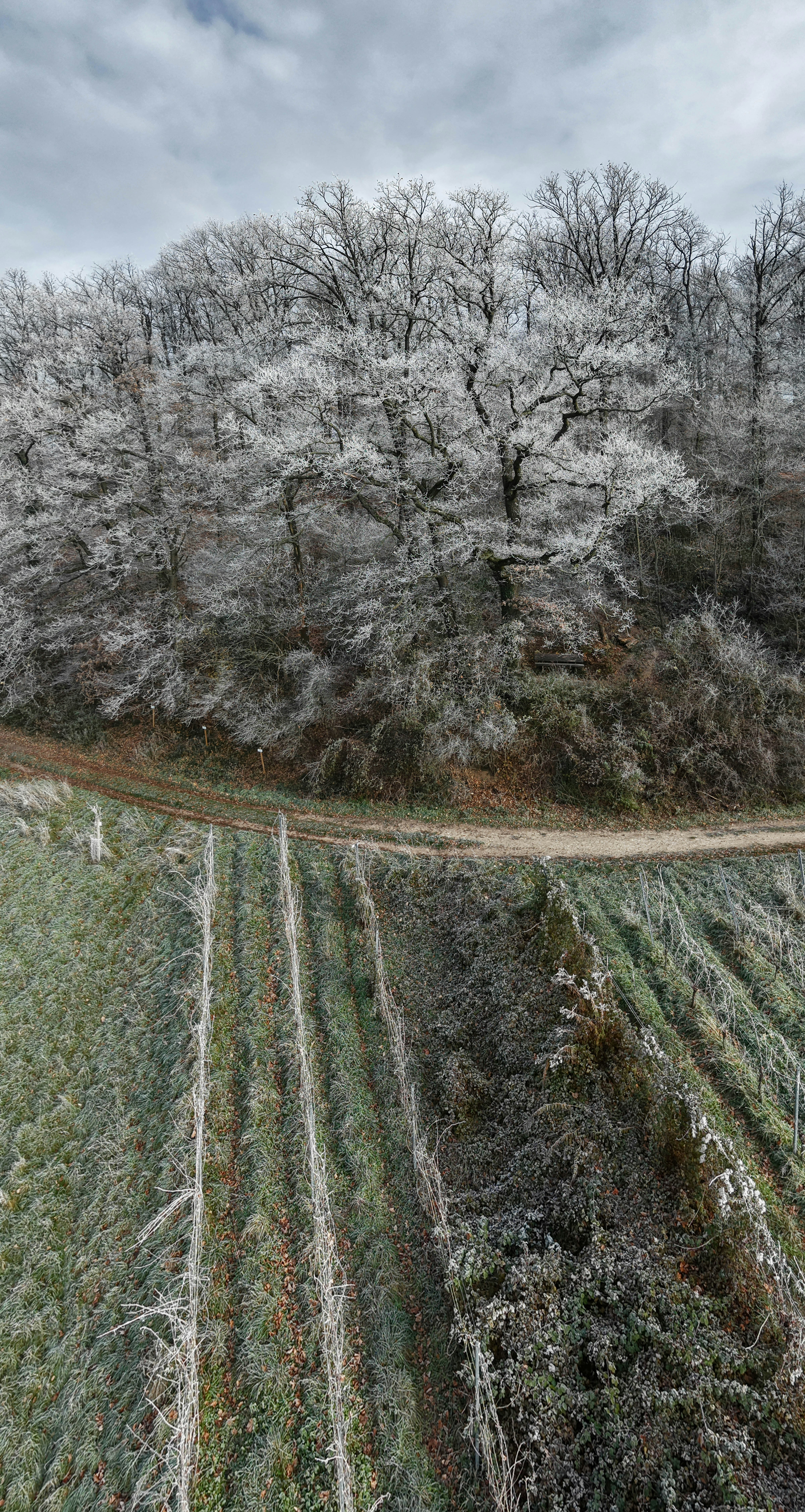 Frosted Orchard Overlook