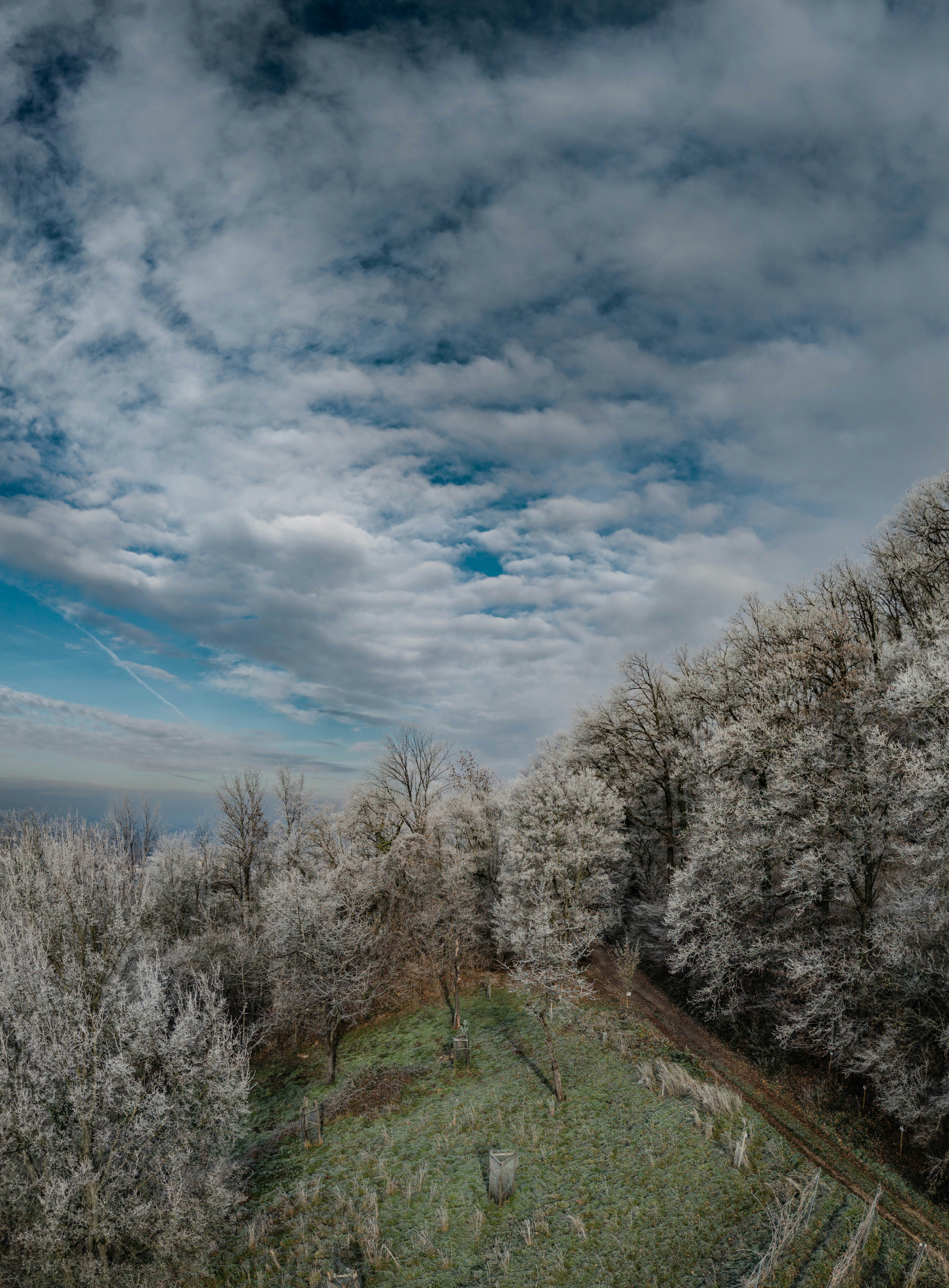 Frostline Ridge: Snow-Dusted Trees Under a Layered Sky