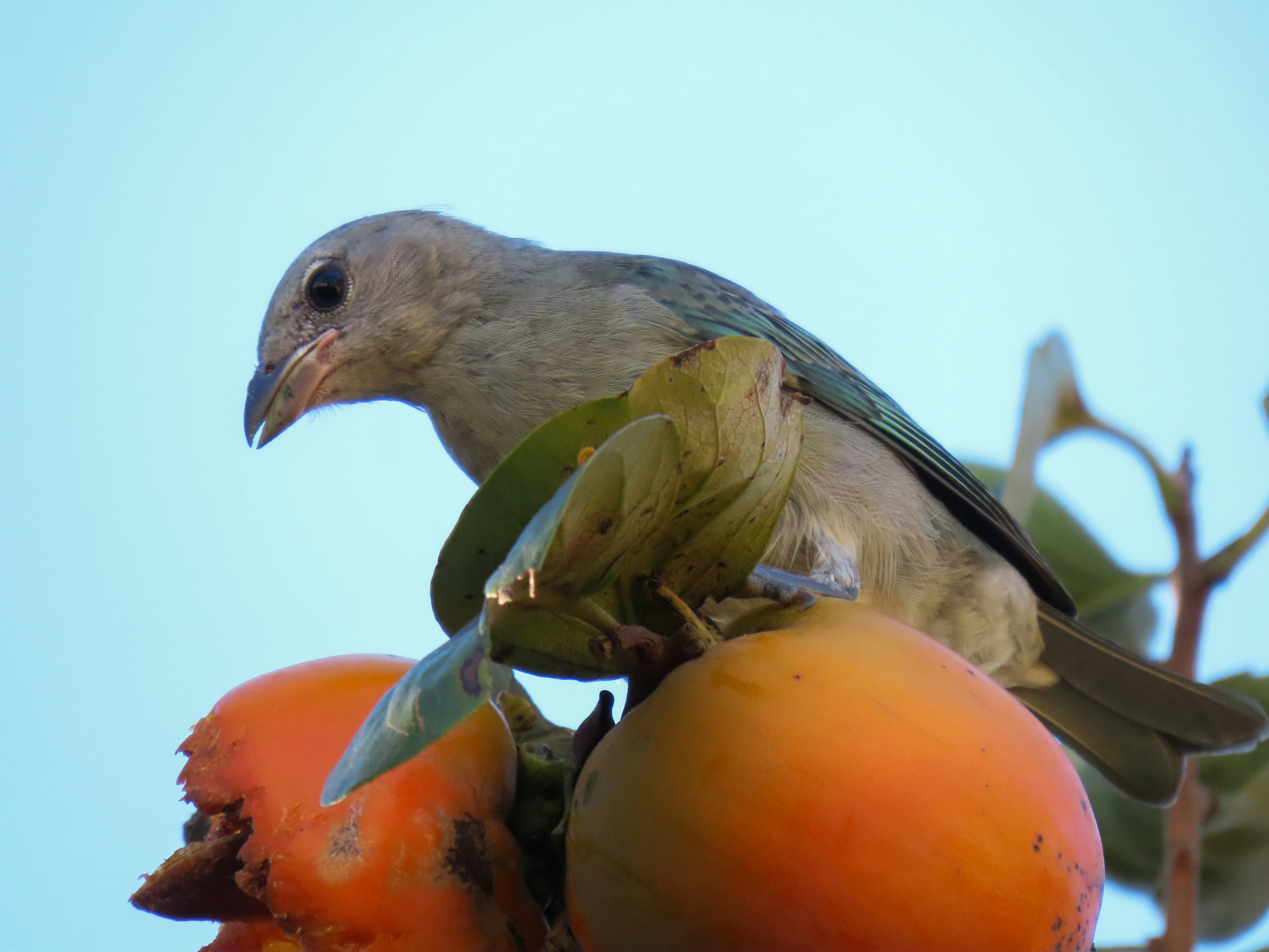 Sanhaçu-cinzento/Sayaca Tanager (Thraupis sayaca)