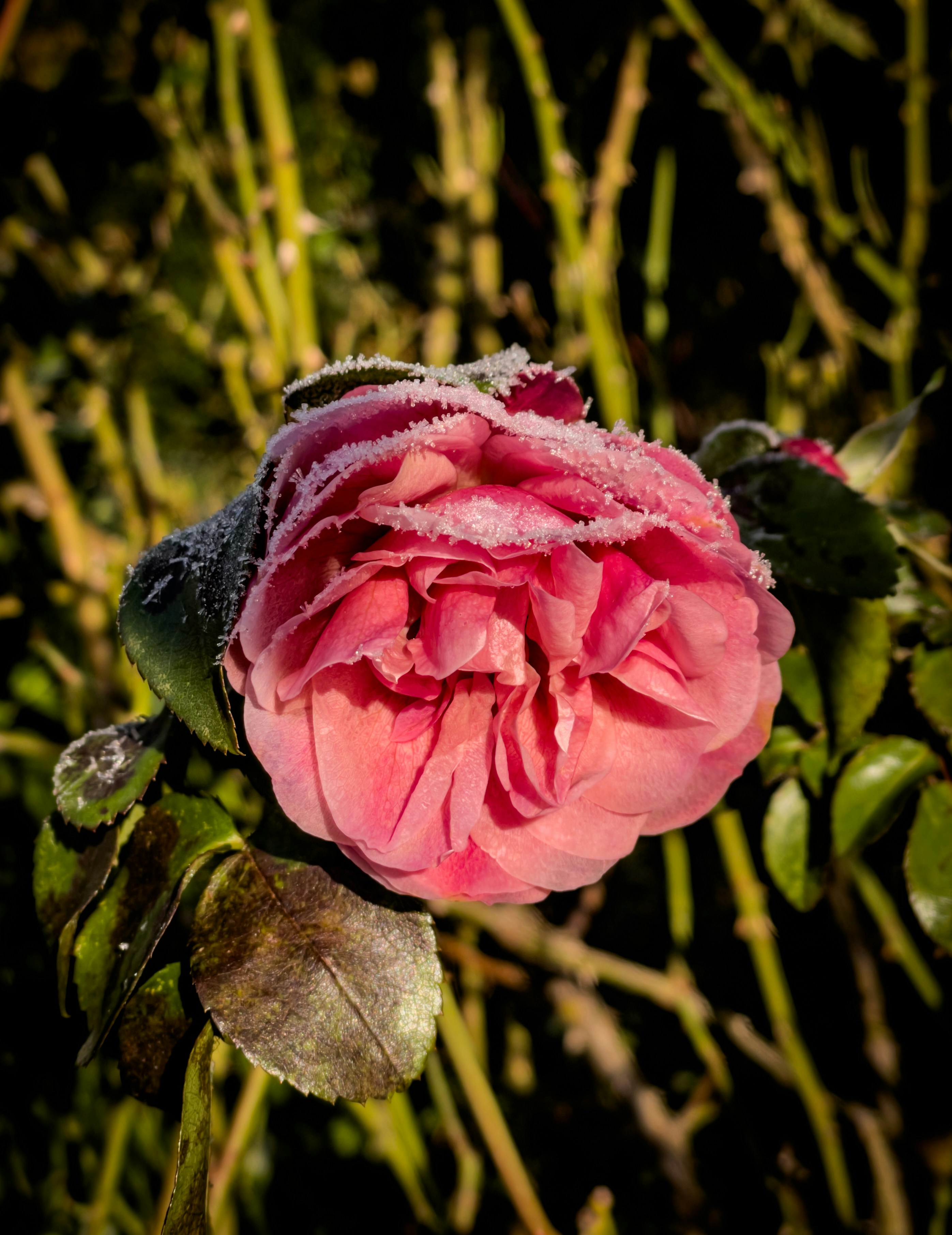 Frost-Kissed Pink Rose in Morning Sunlight
