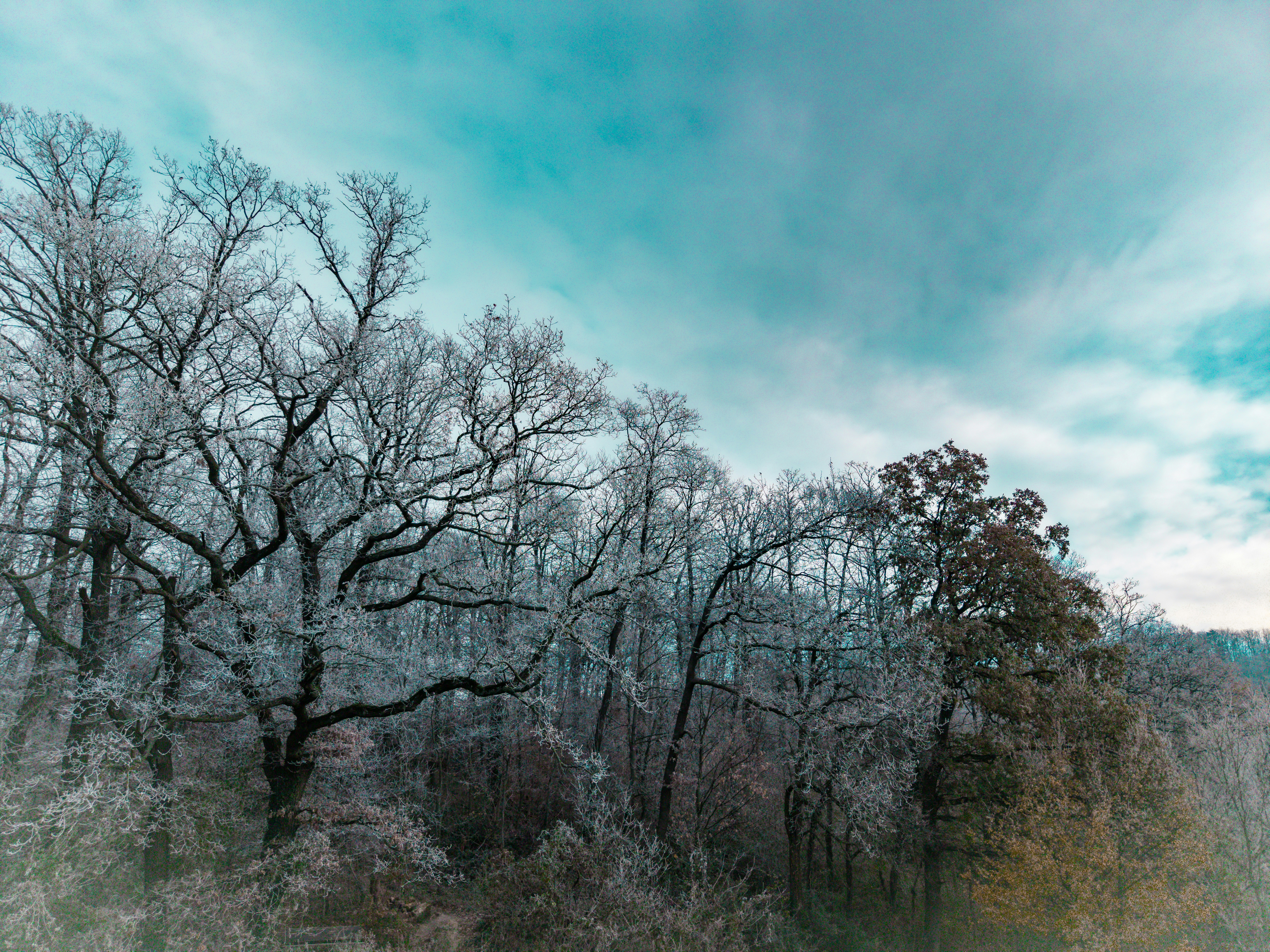 Turquoise Sky Over a Snow-Dusted Forest Ridge