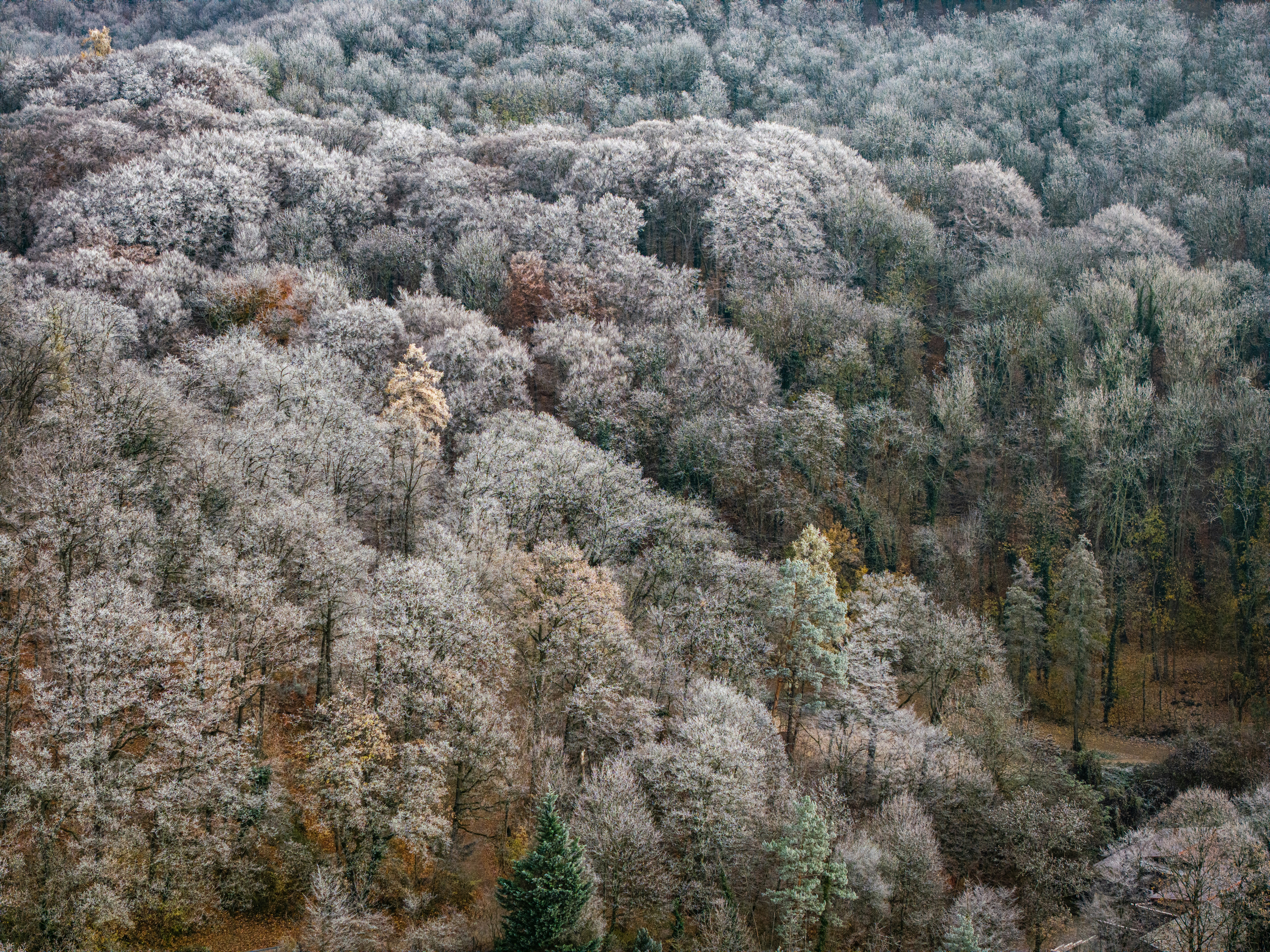 Frosted Canopy: A Drone Portrait of Winter Woods