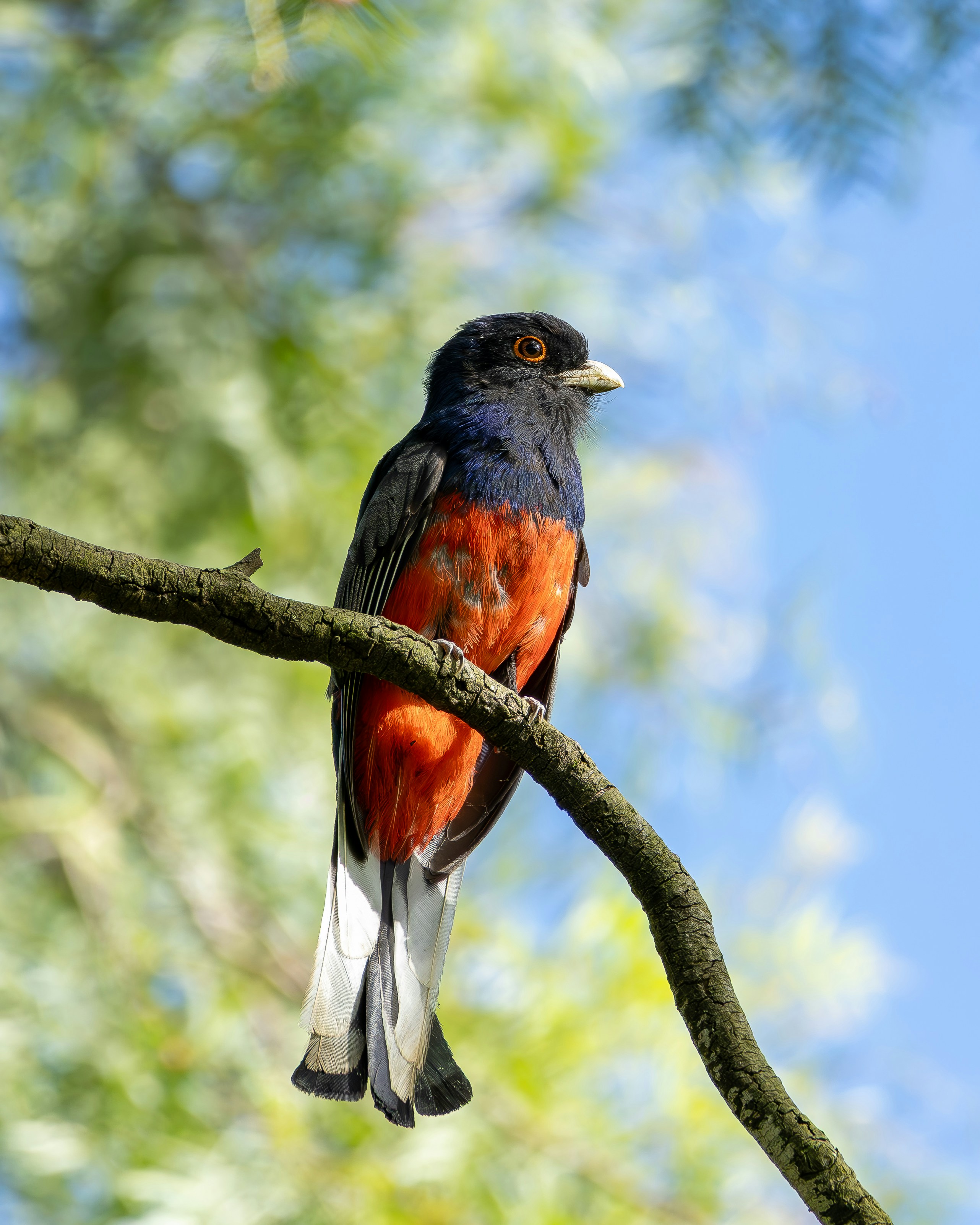 Painted bunting on a sunlit branch against a clear blue sky