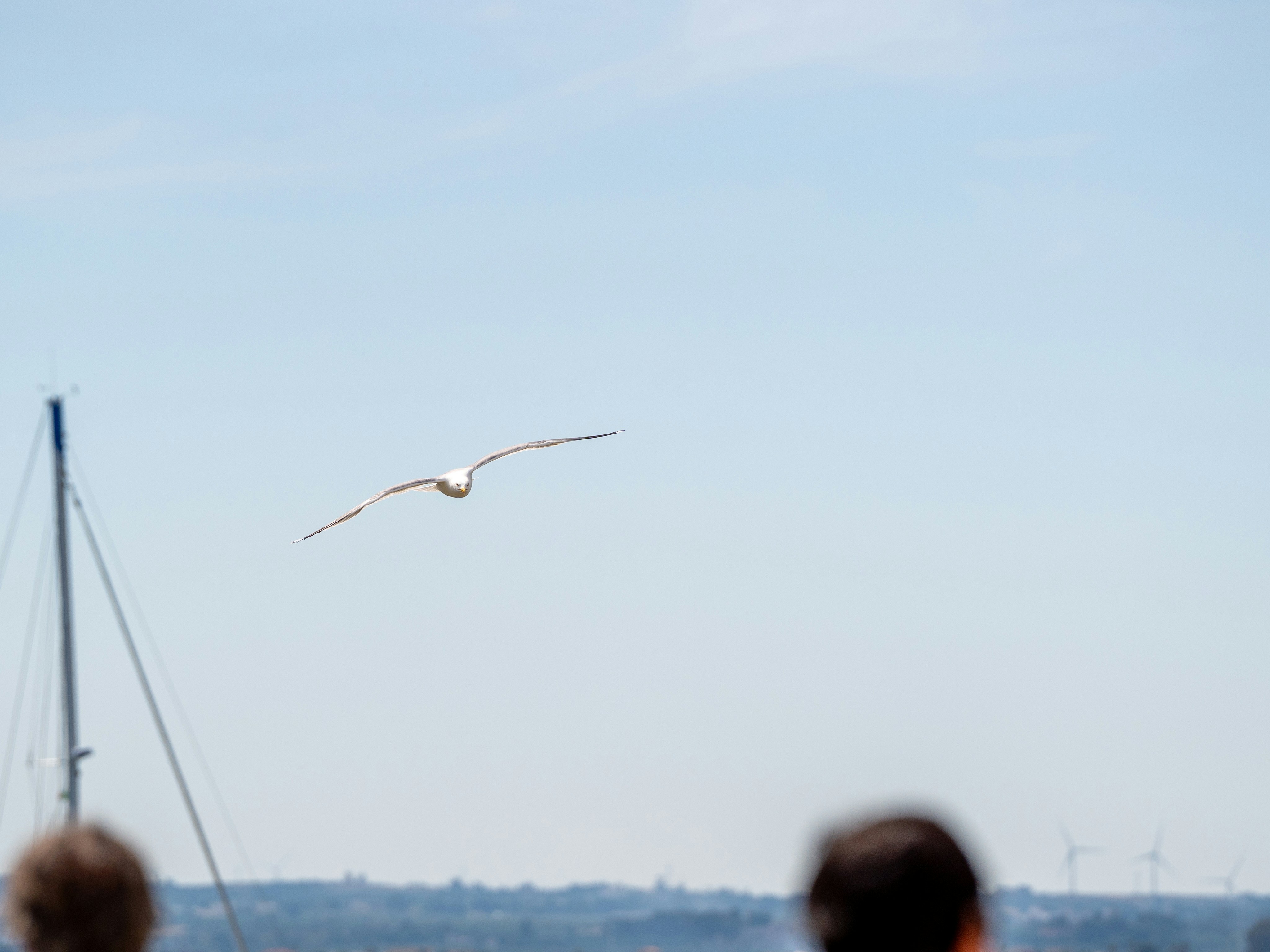 A seagull in flight. Sicily
