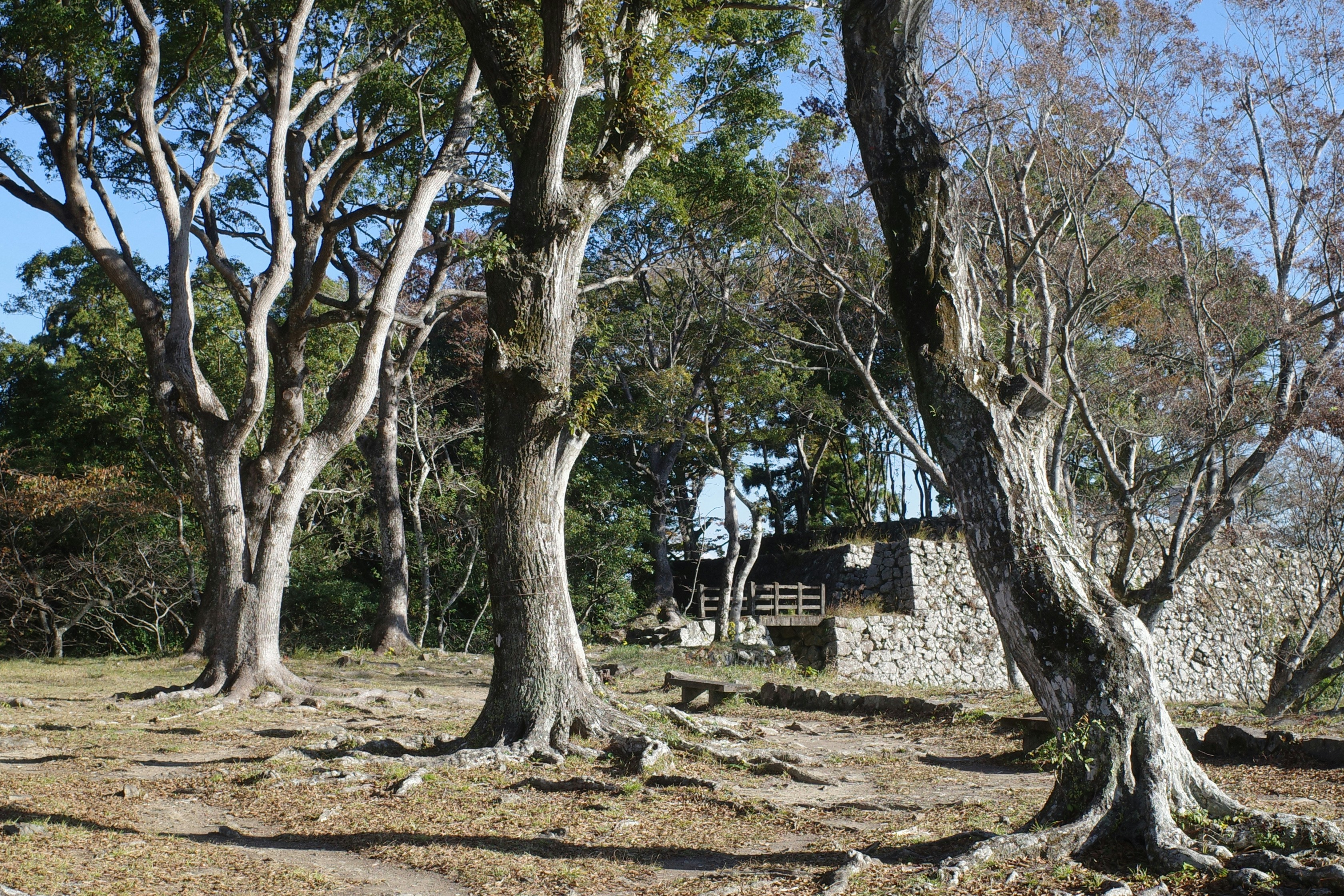 Ancient Oaks Framing a Quiet Stone Terrace