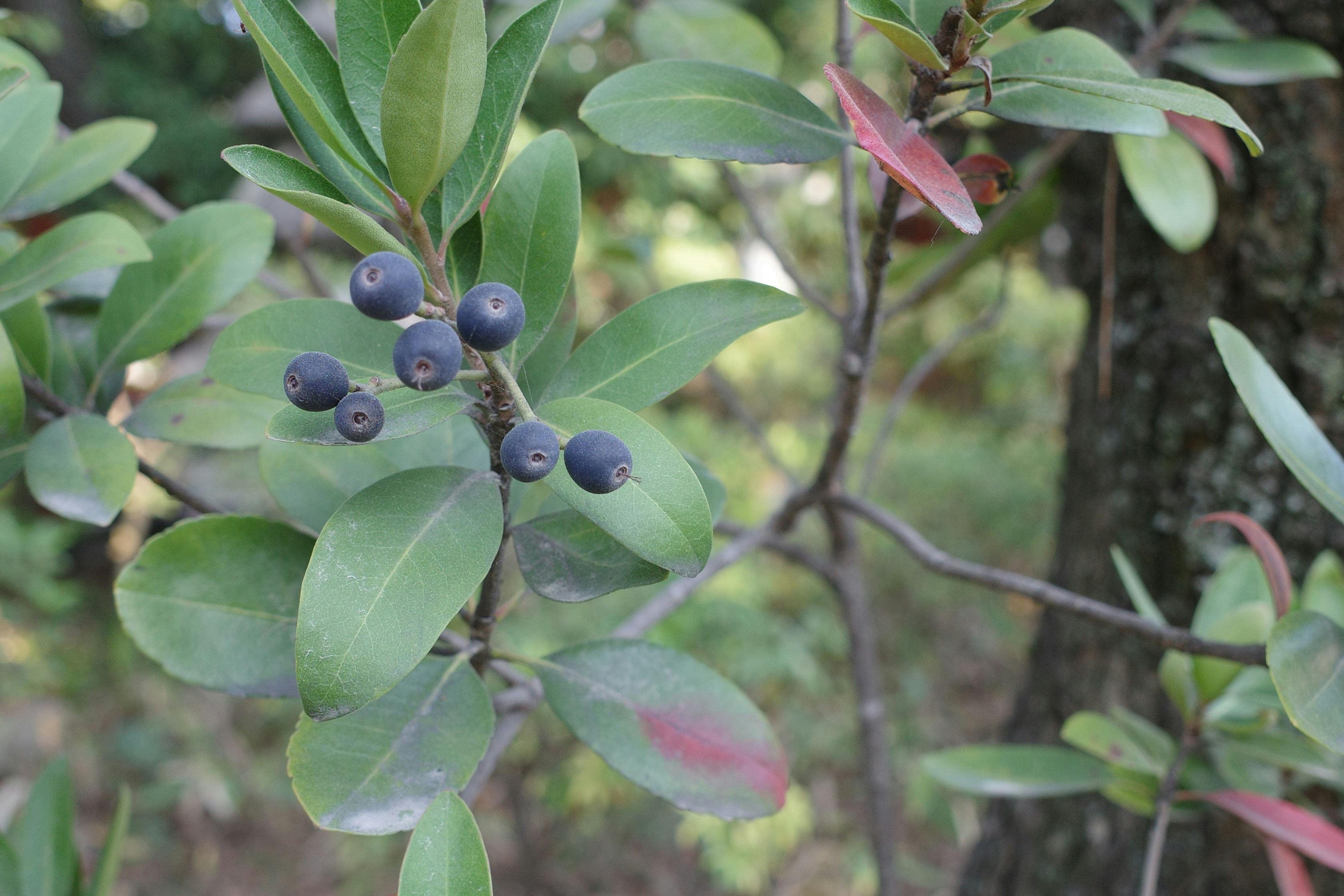 Blue-Black Berries in Dappled Light on a Quiet Green Branch