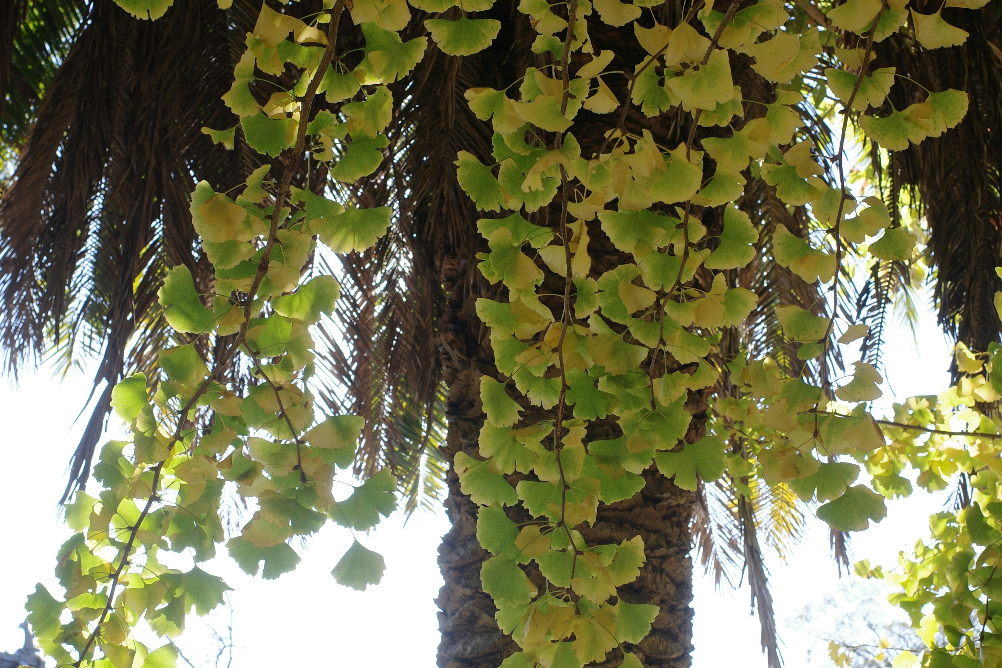 Under the Palm Canopy: Backlit Trunk Framing a Sunlit Foliage Portrait