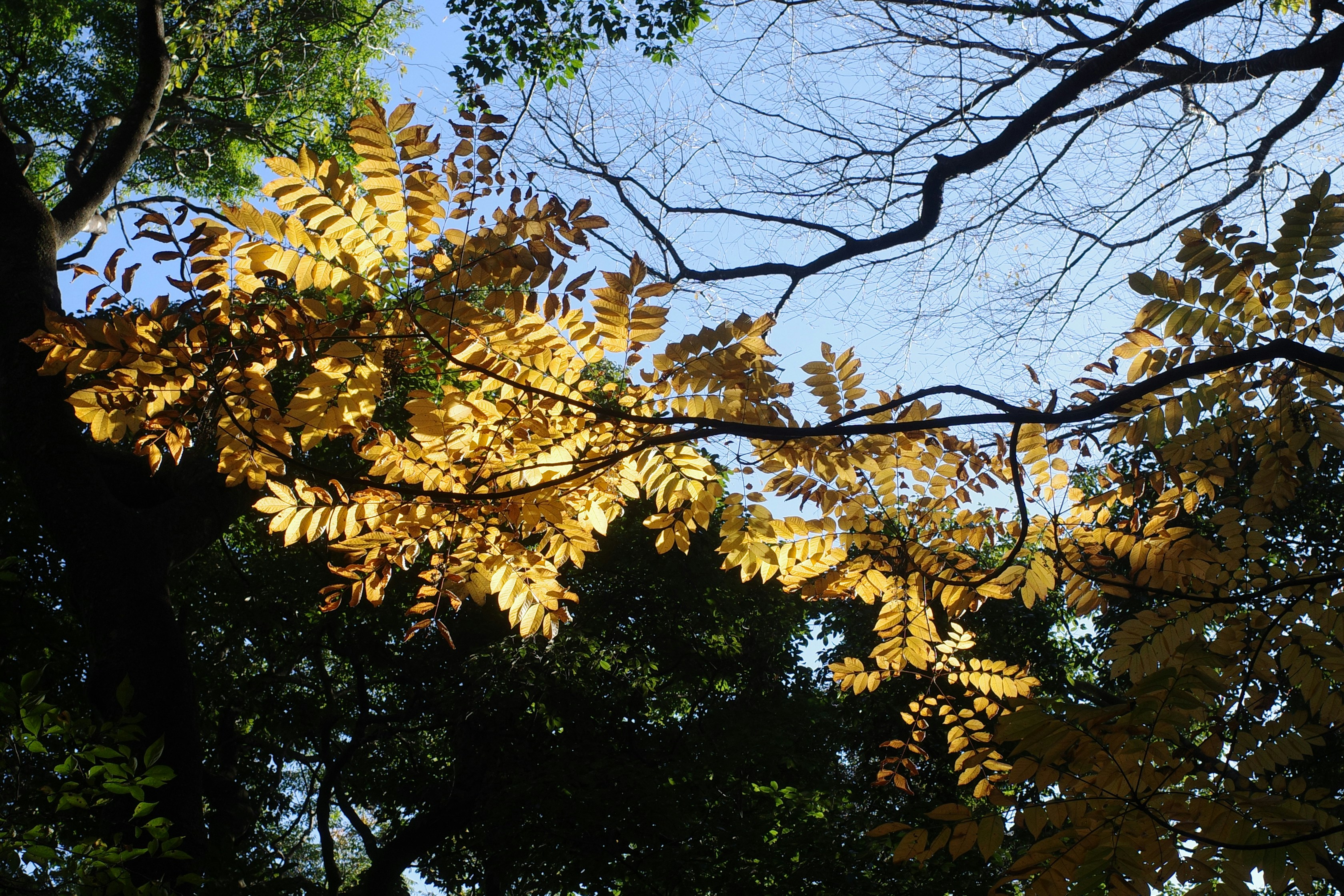 Sunlit Golden Pinnate Leaves Framing a Bright Blue Sky