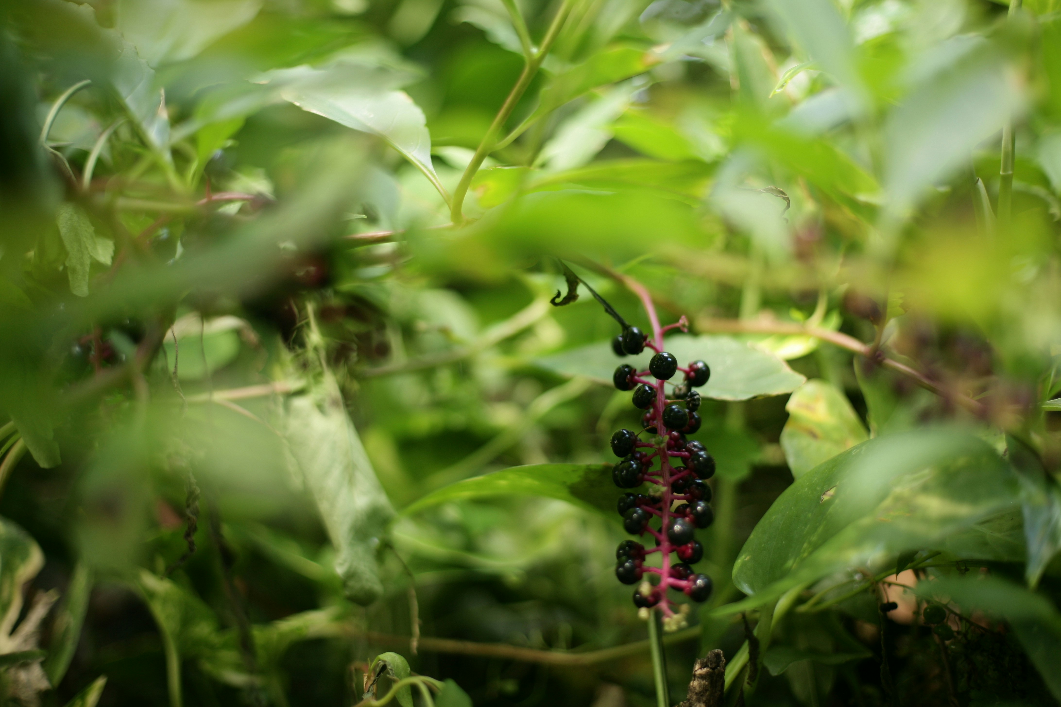 Dark Berries on a Pink Stem in a Quiet Green Thicket