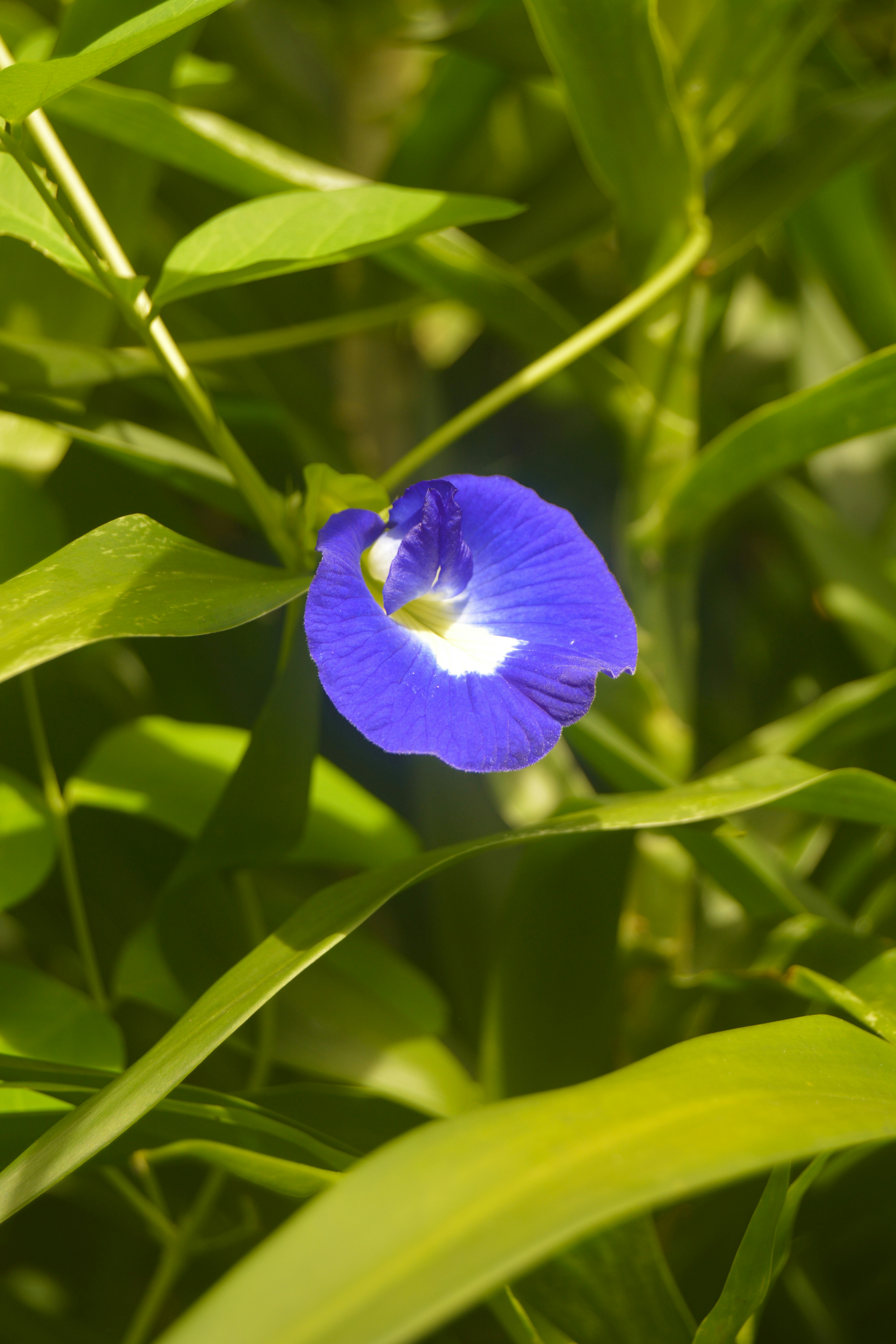 A butterfly pea flower (Clitoria ternatea). Also known as Asian pigeonwings, bluebellvine, blue pea, cordofan pea, or Darwin pea.