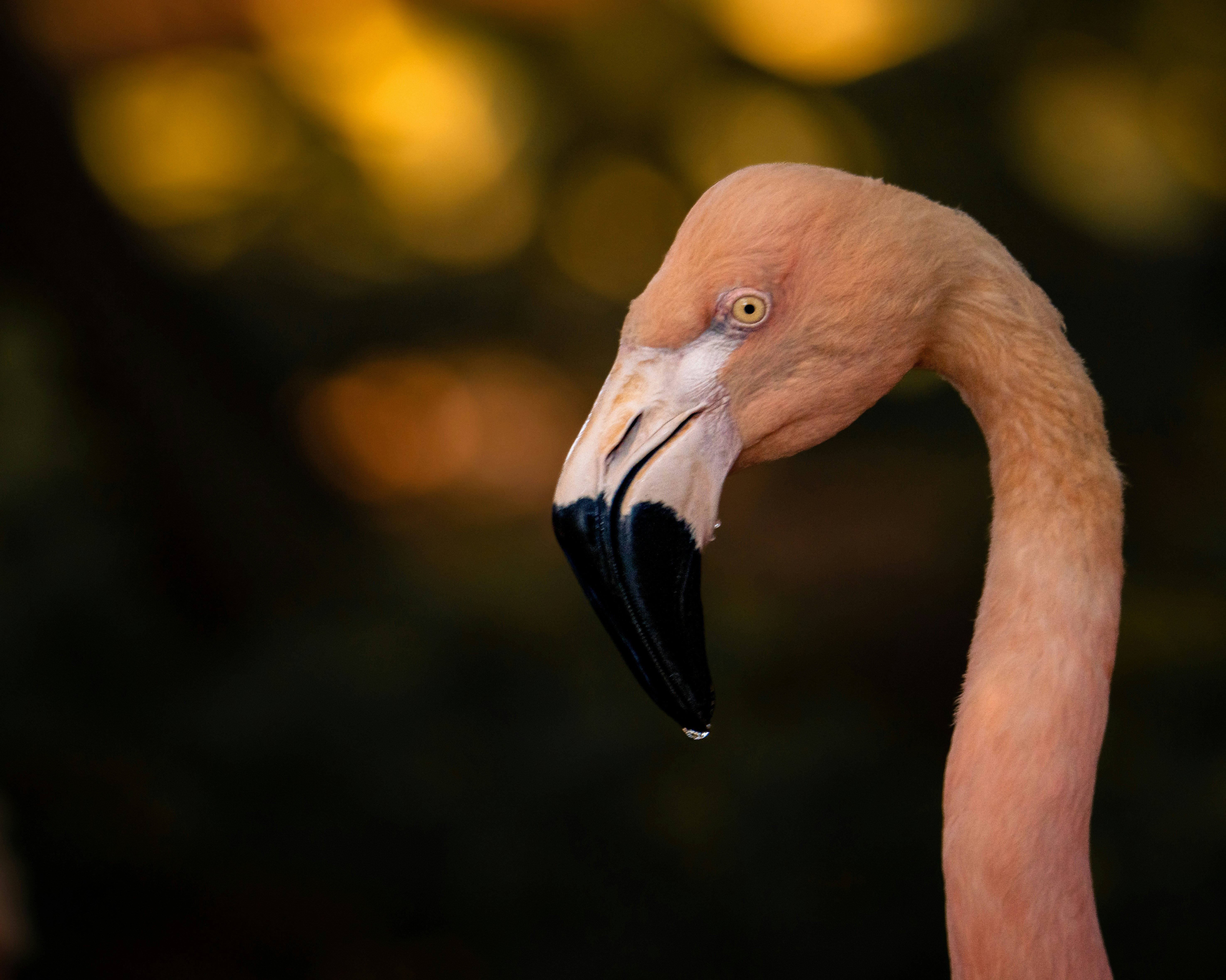 Amber Gaze: A Flamingo Portrait in Warm Backlight