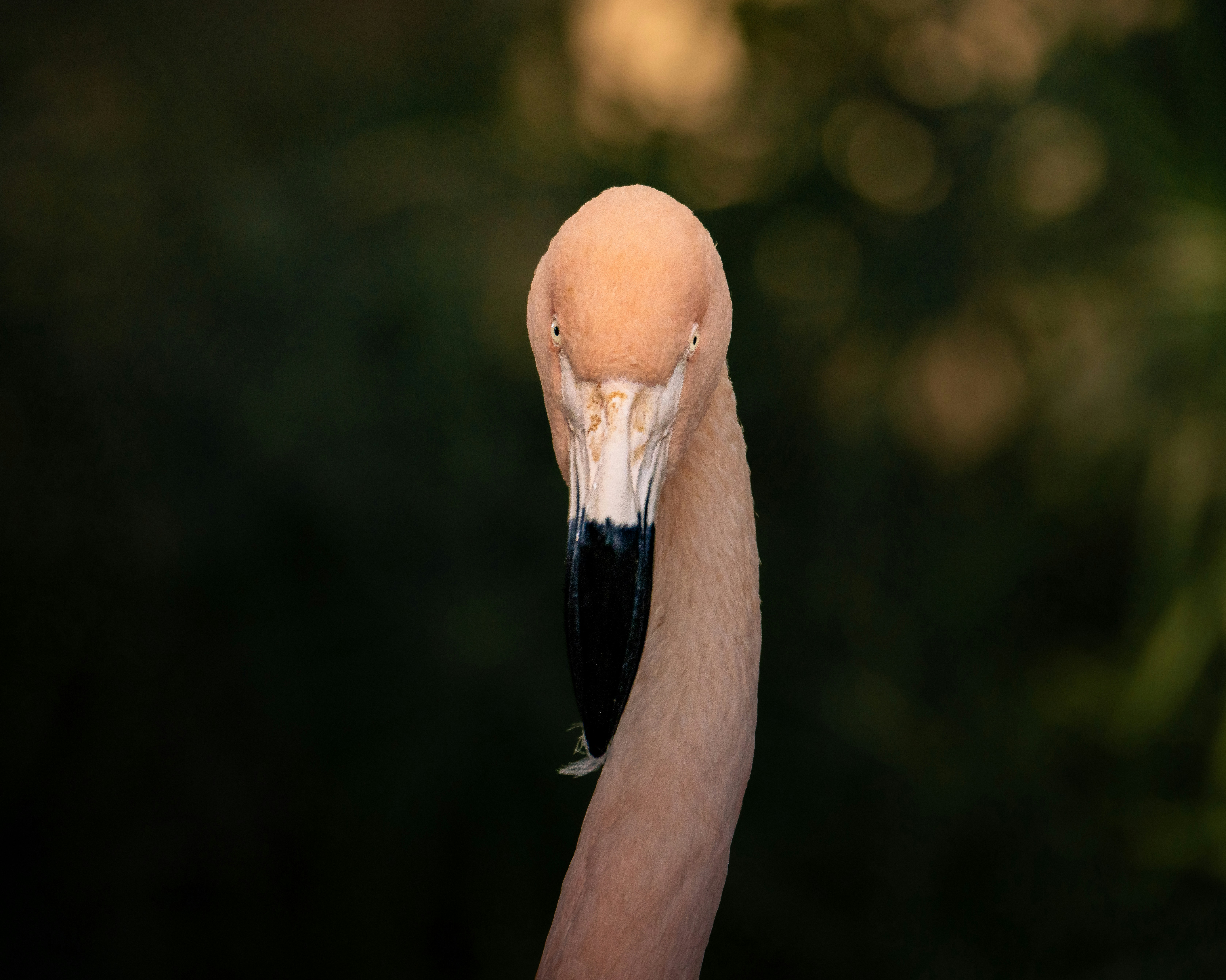 Gaze in Pink: A Flamingo's Quiet Portrait