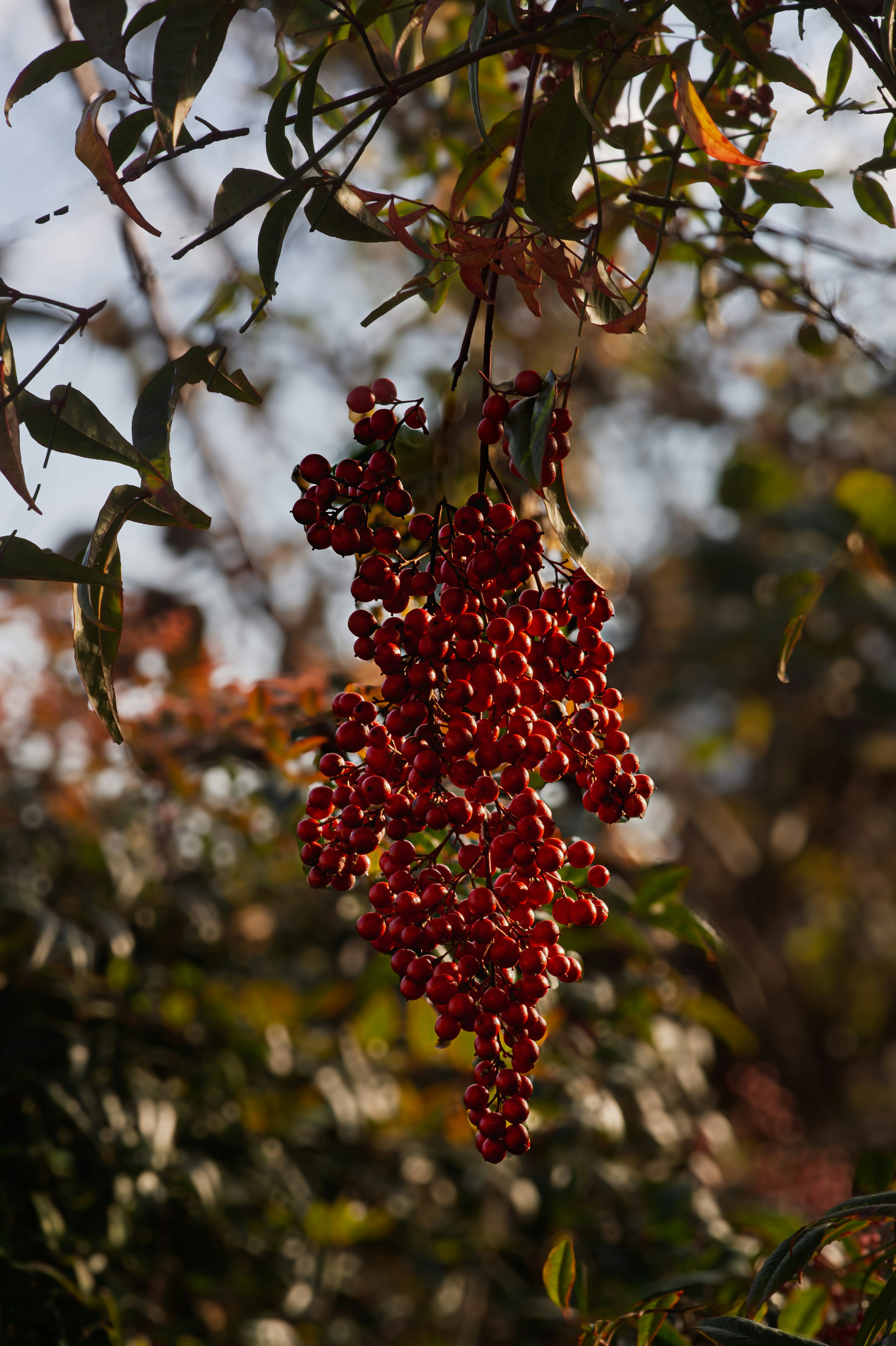 Crimson Cascade: A Hanging Berry Cluster in Autumn Light