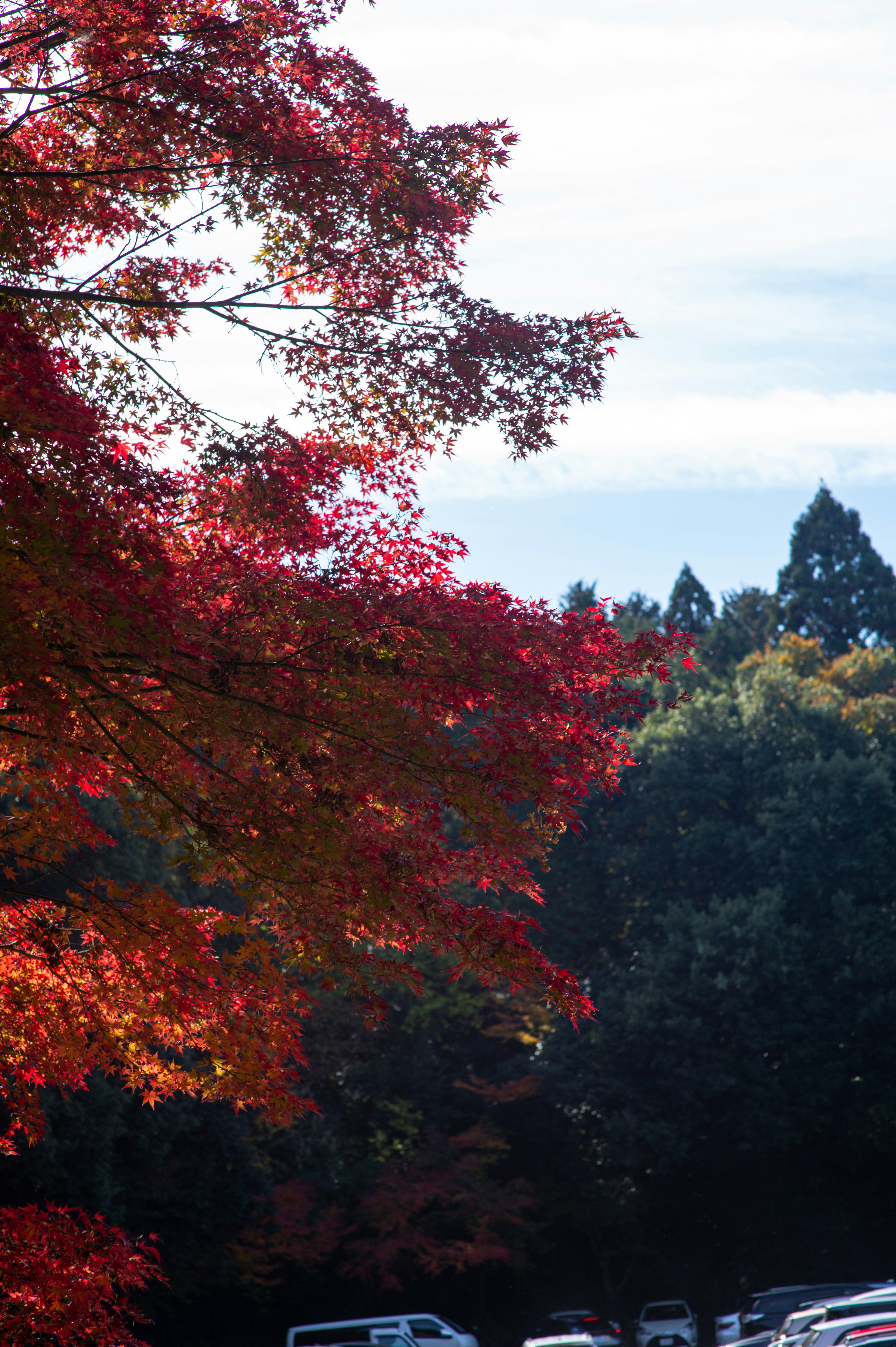 Photo by 5010 with Nikon Df