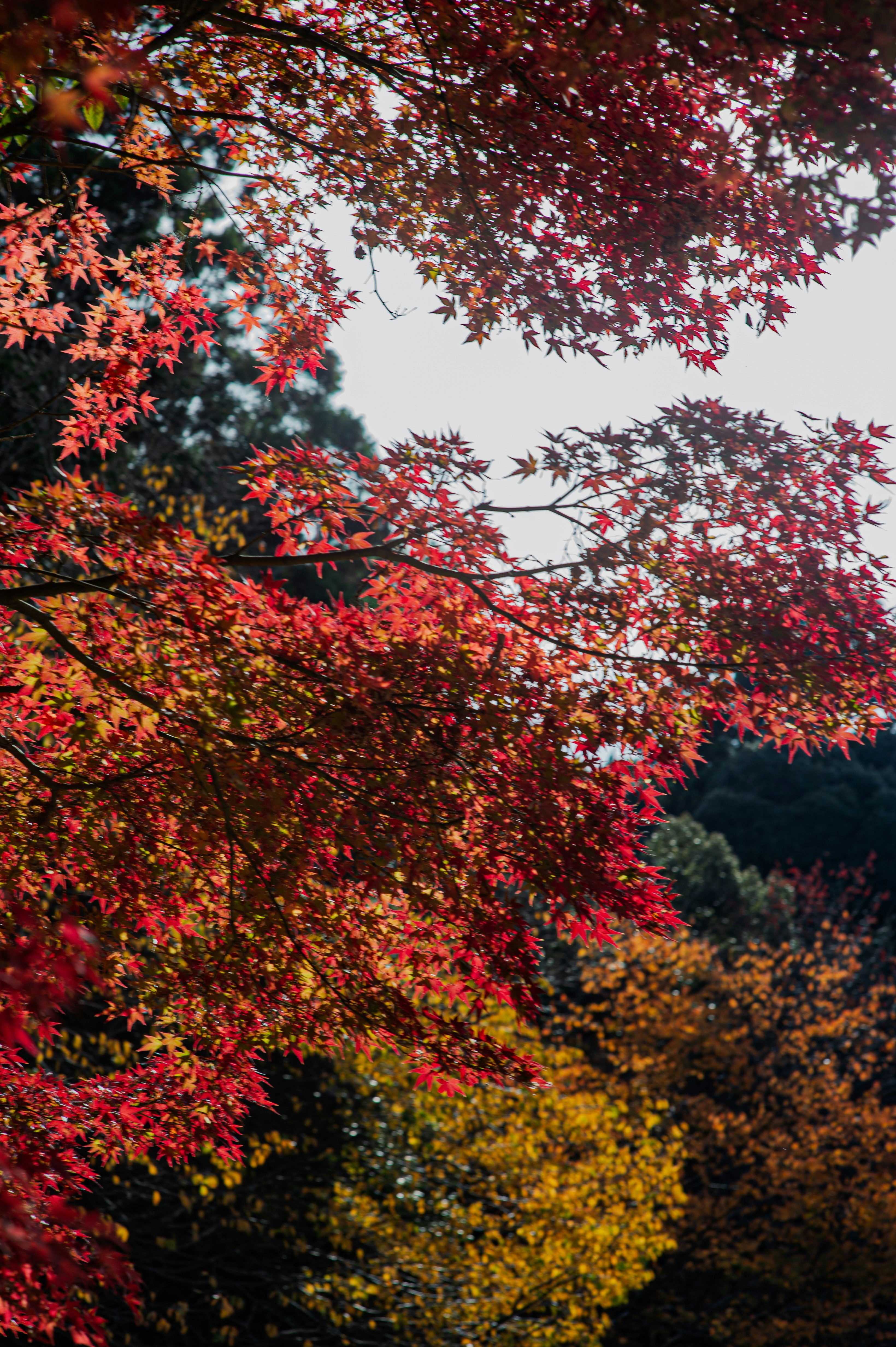 Photo by 5010 with Nikon Df