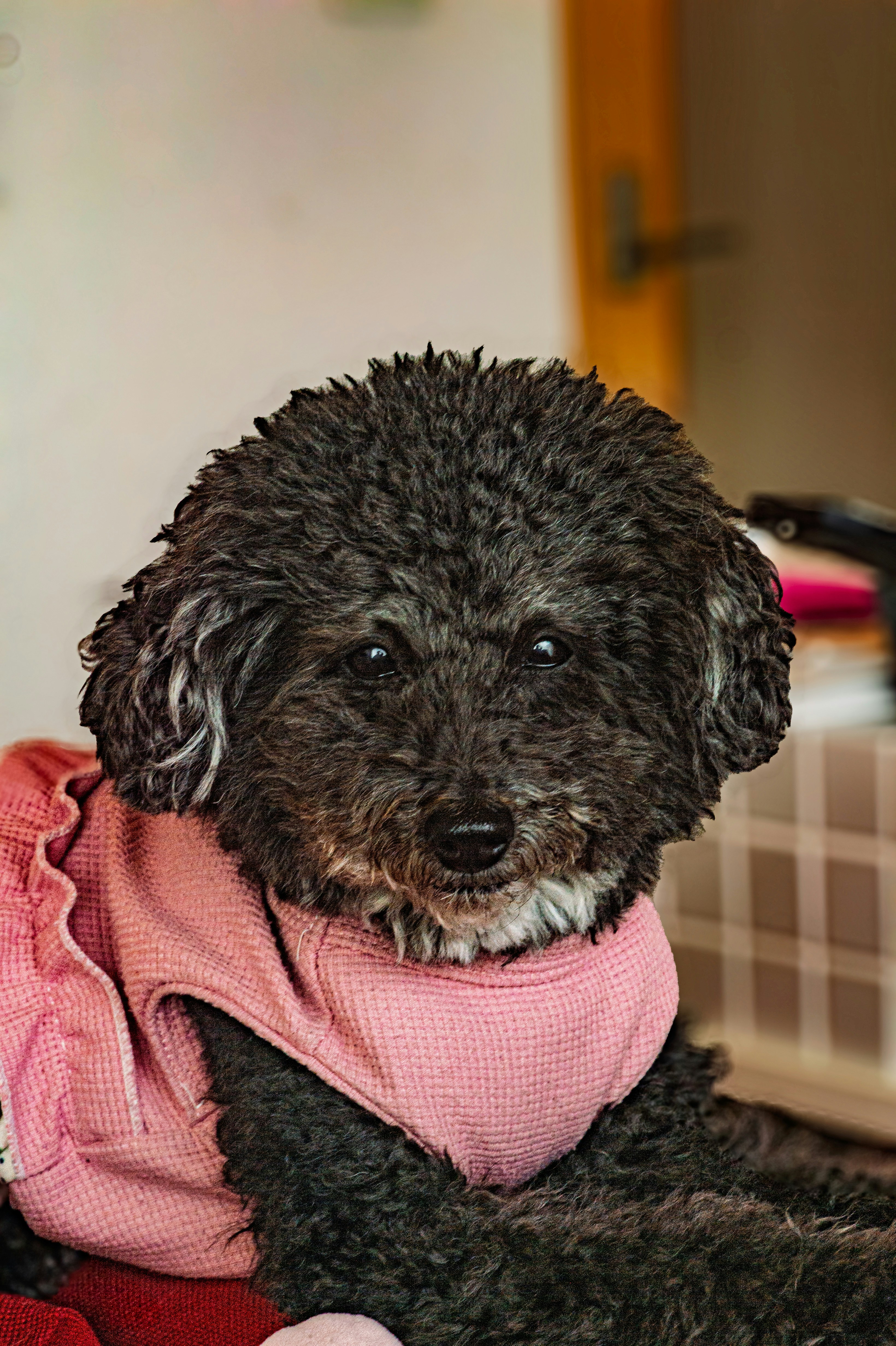 Pink Knit Poodle: Quiet Gaze in a Cozy Indoor Moment