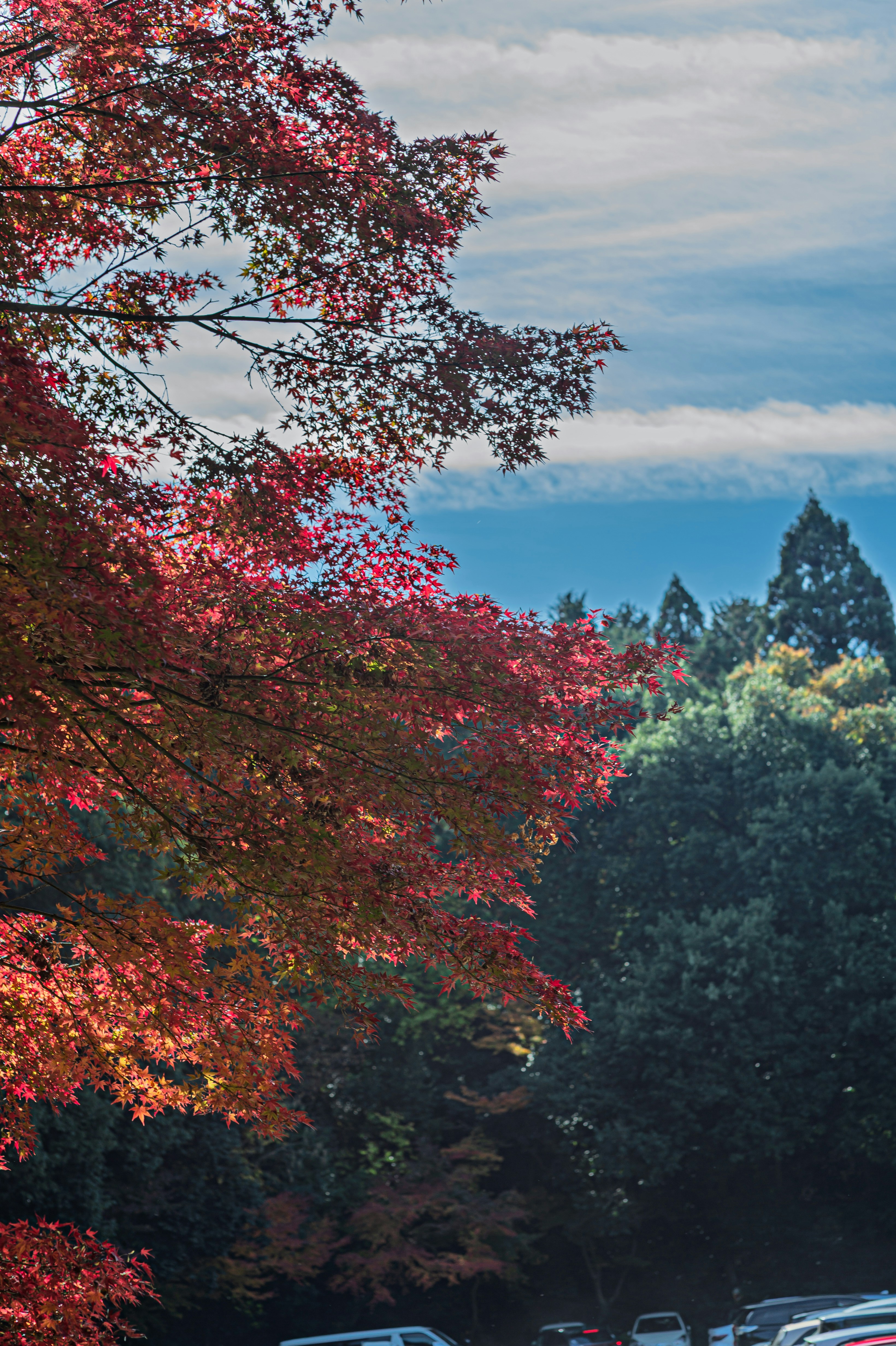 Crimson Maple Framed by Cerulean Sky
