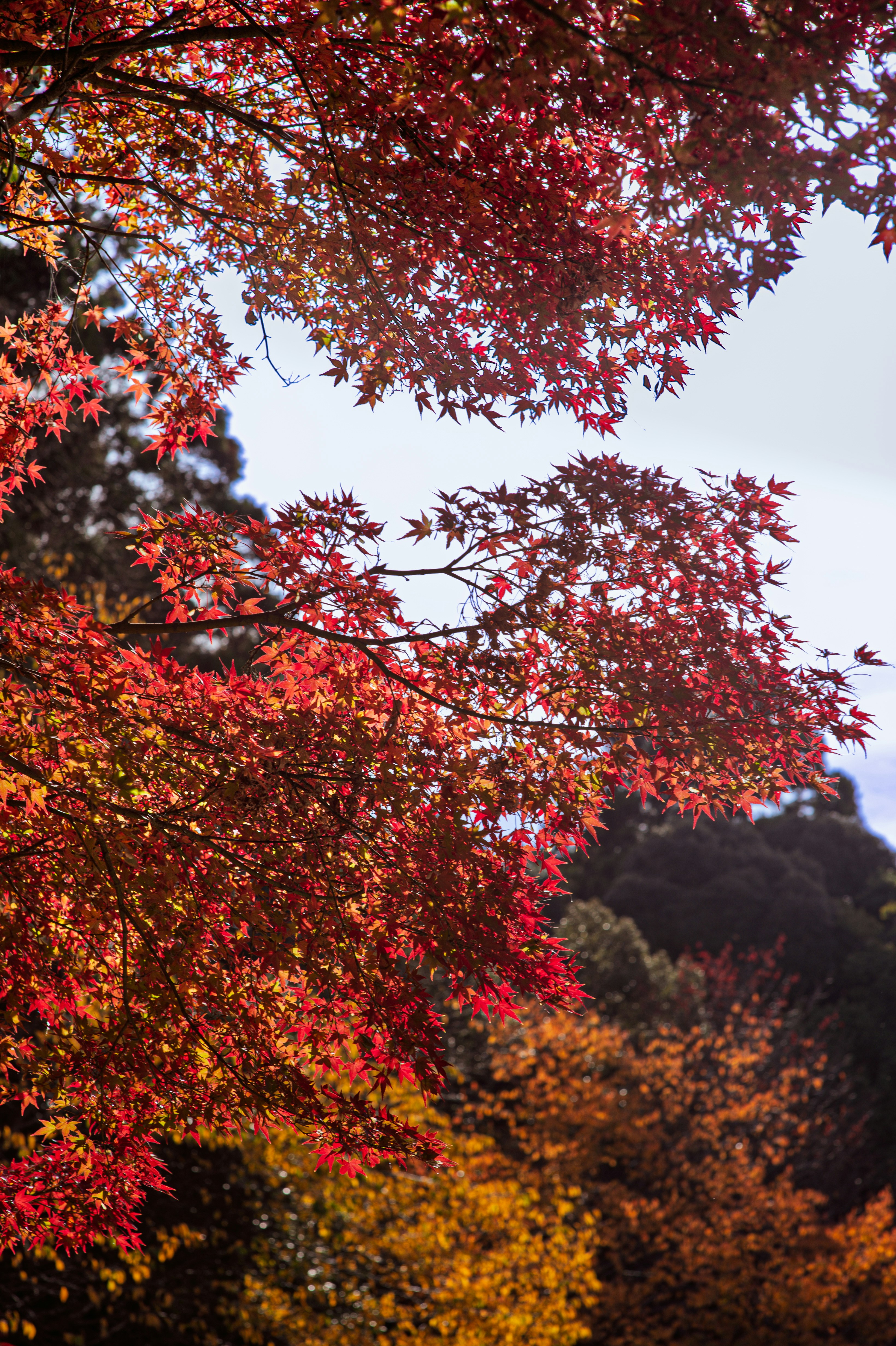 Photo by 5010 with Nikon Df