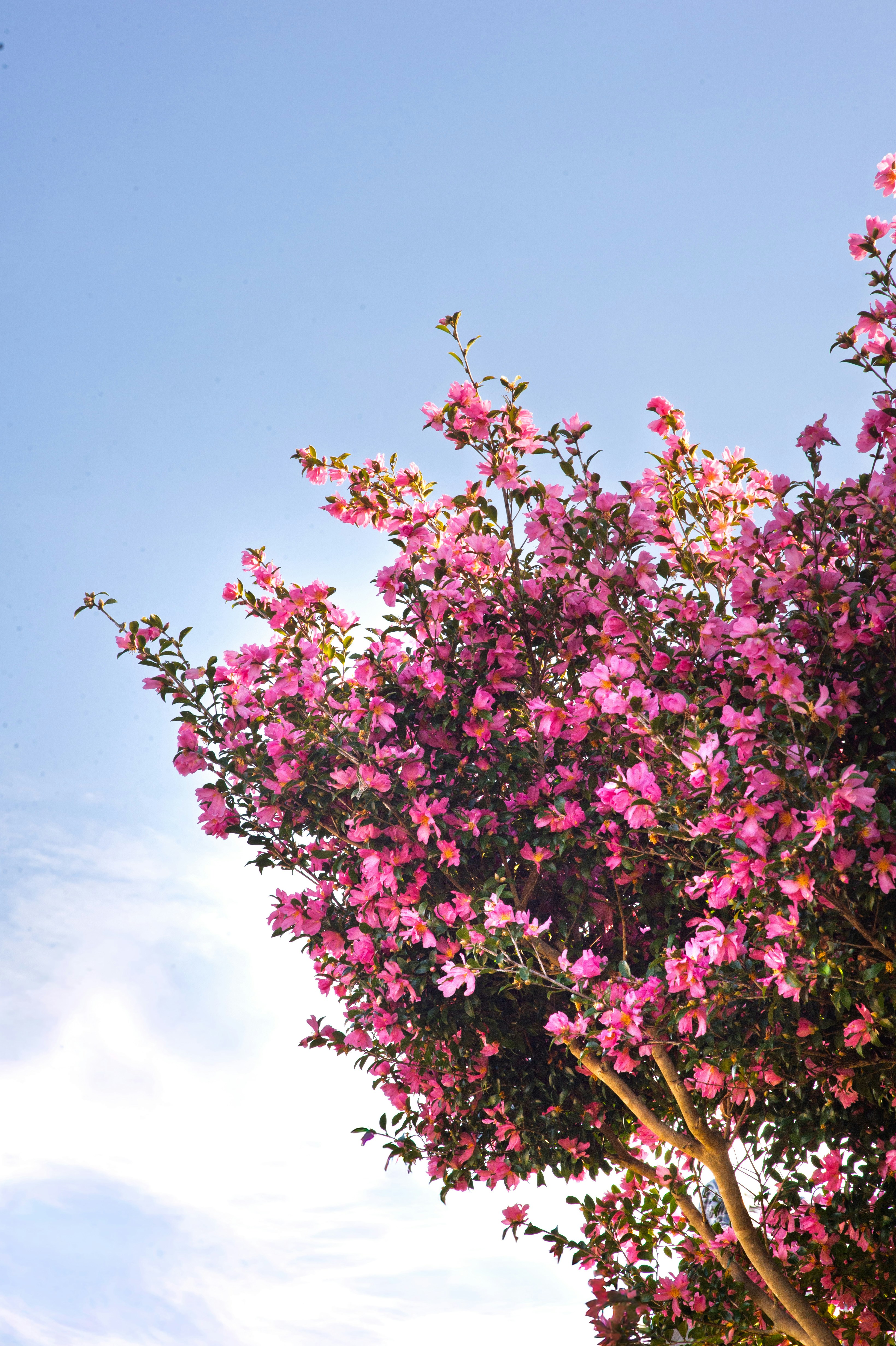 Pink Blossom Canopy Reaching into a Clear Blue Sky