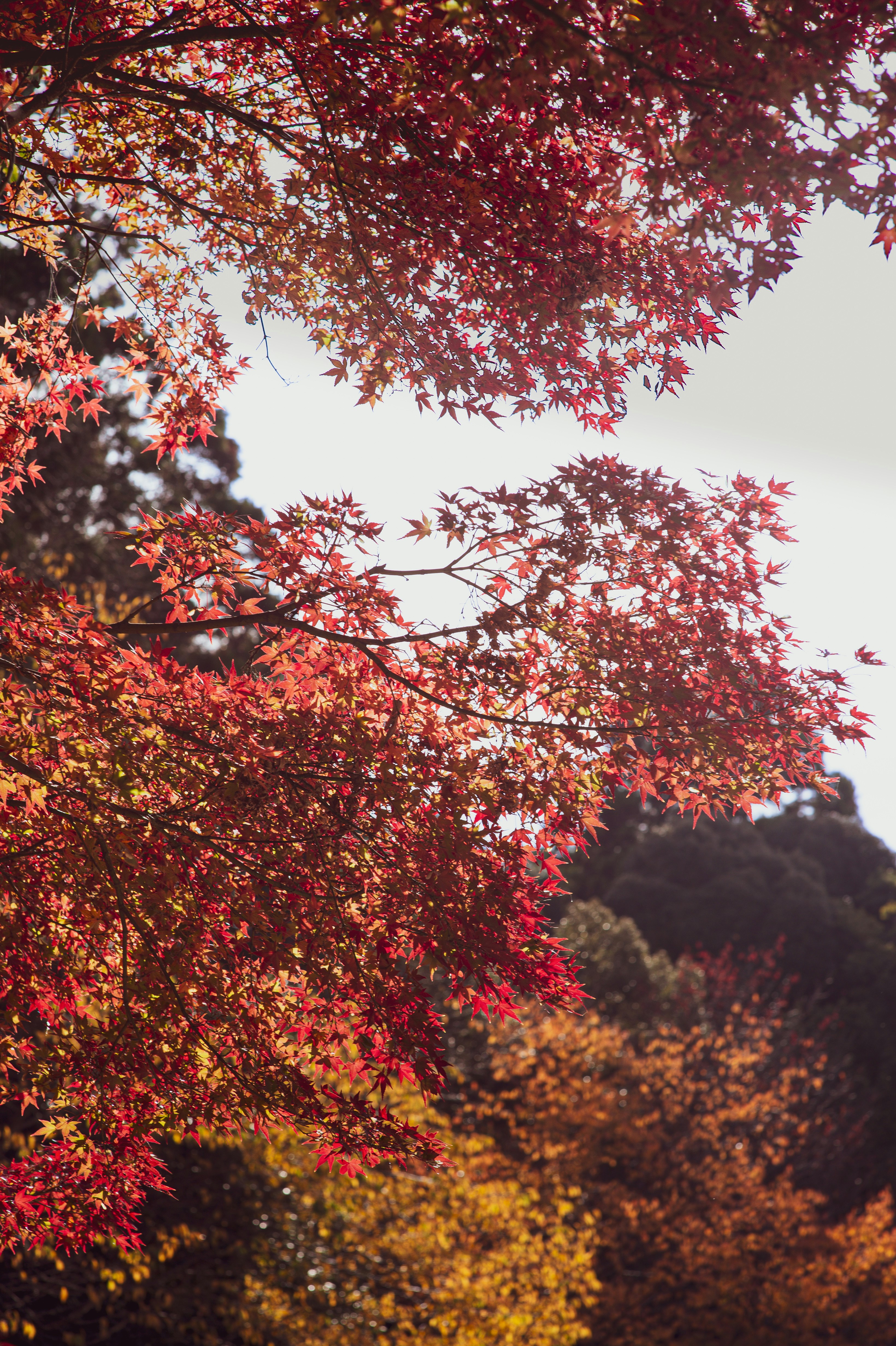 Crimson Maple Canopy Framed by Backlit Autumn Sky