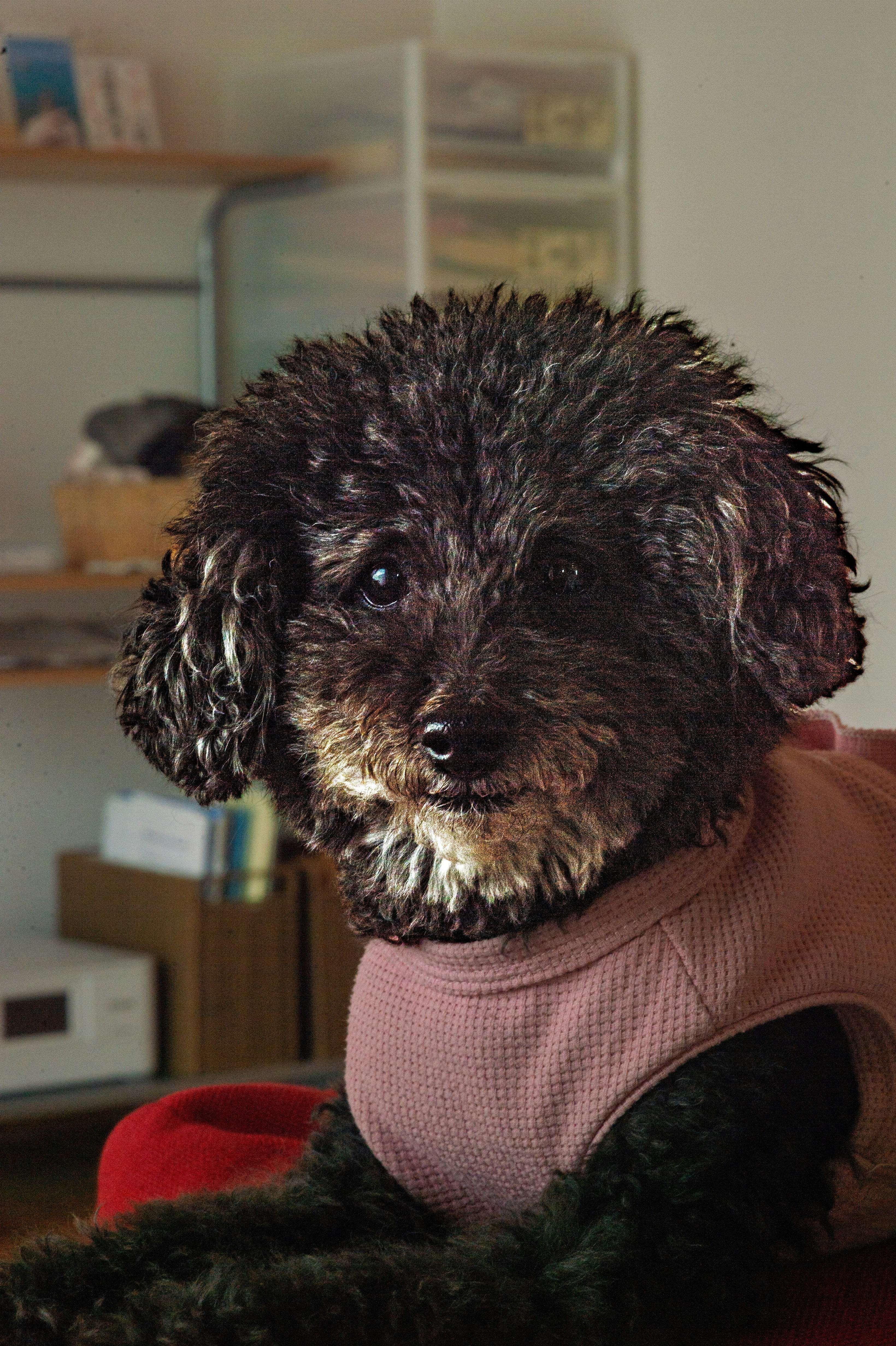 Curious Pup in a Pink Knit Sweater: An Indoor Portrait