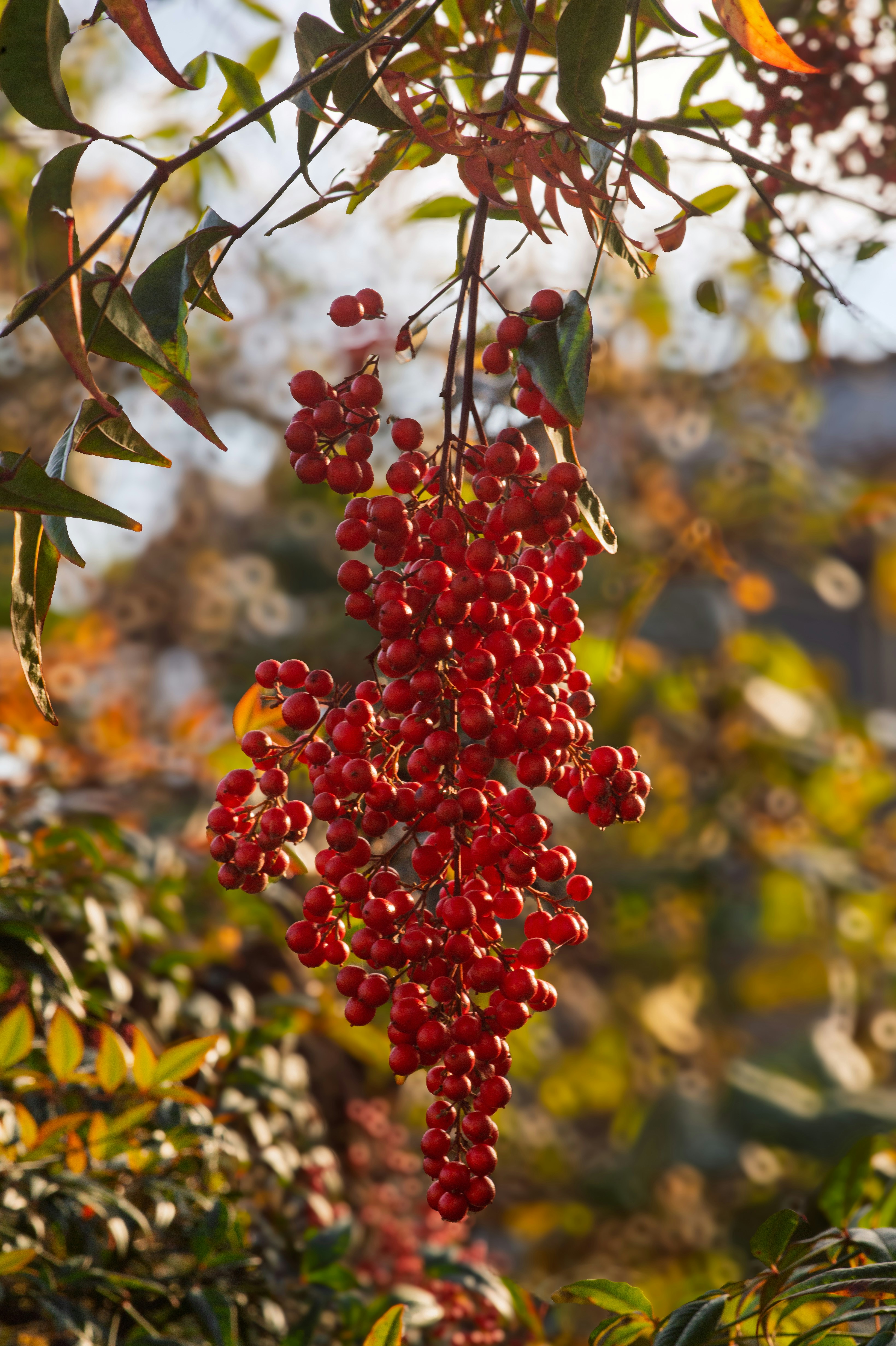 Autumn's Red Pendant: A Berry Cascade in Soft Light