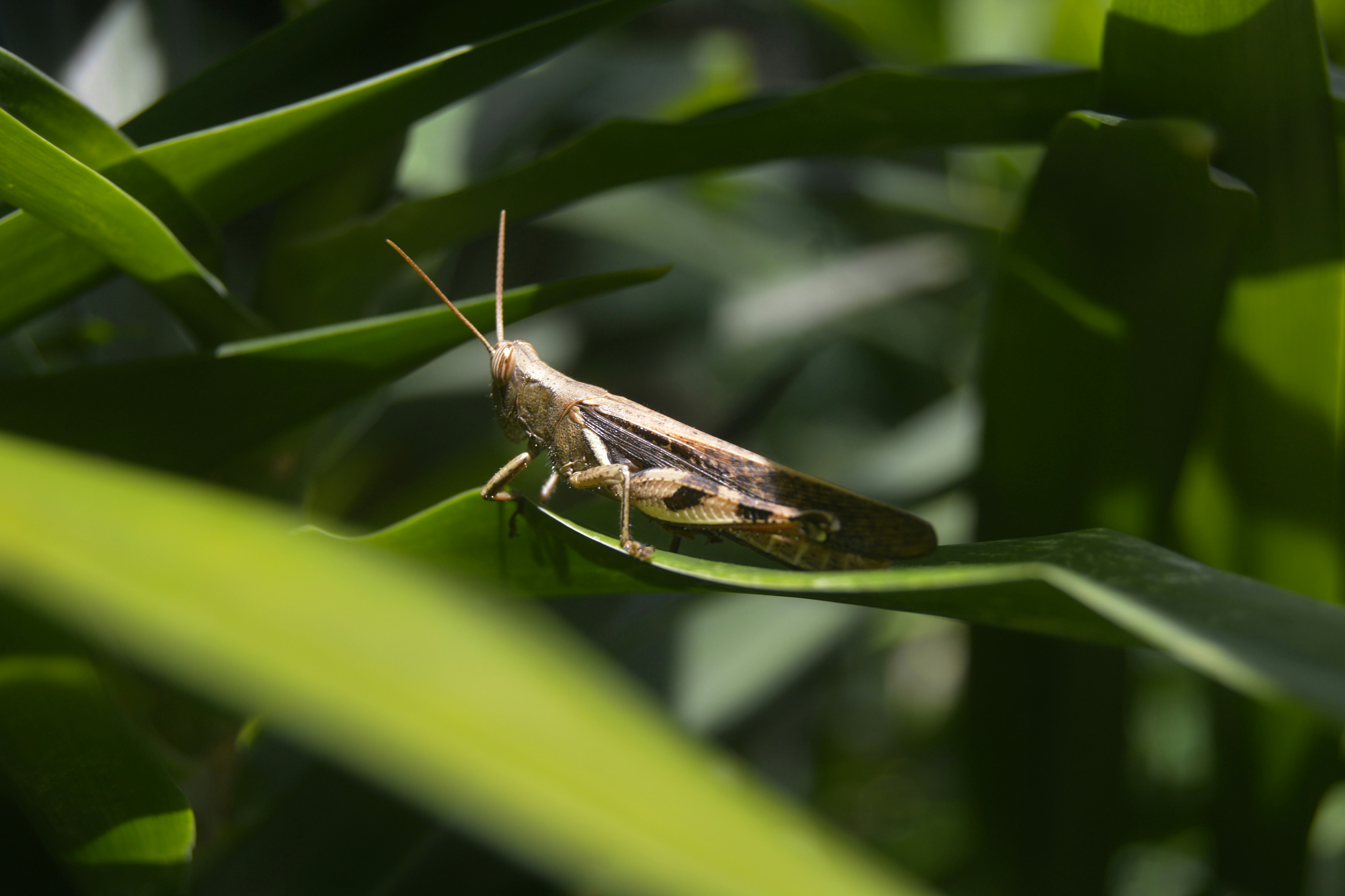 A grasshopper sitting on a leaf (landscape).