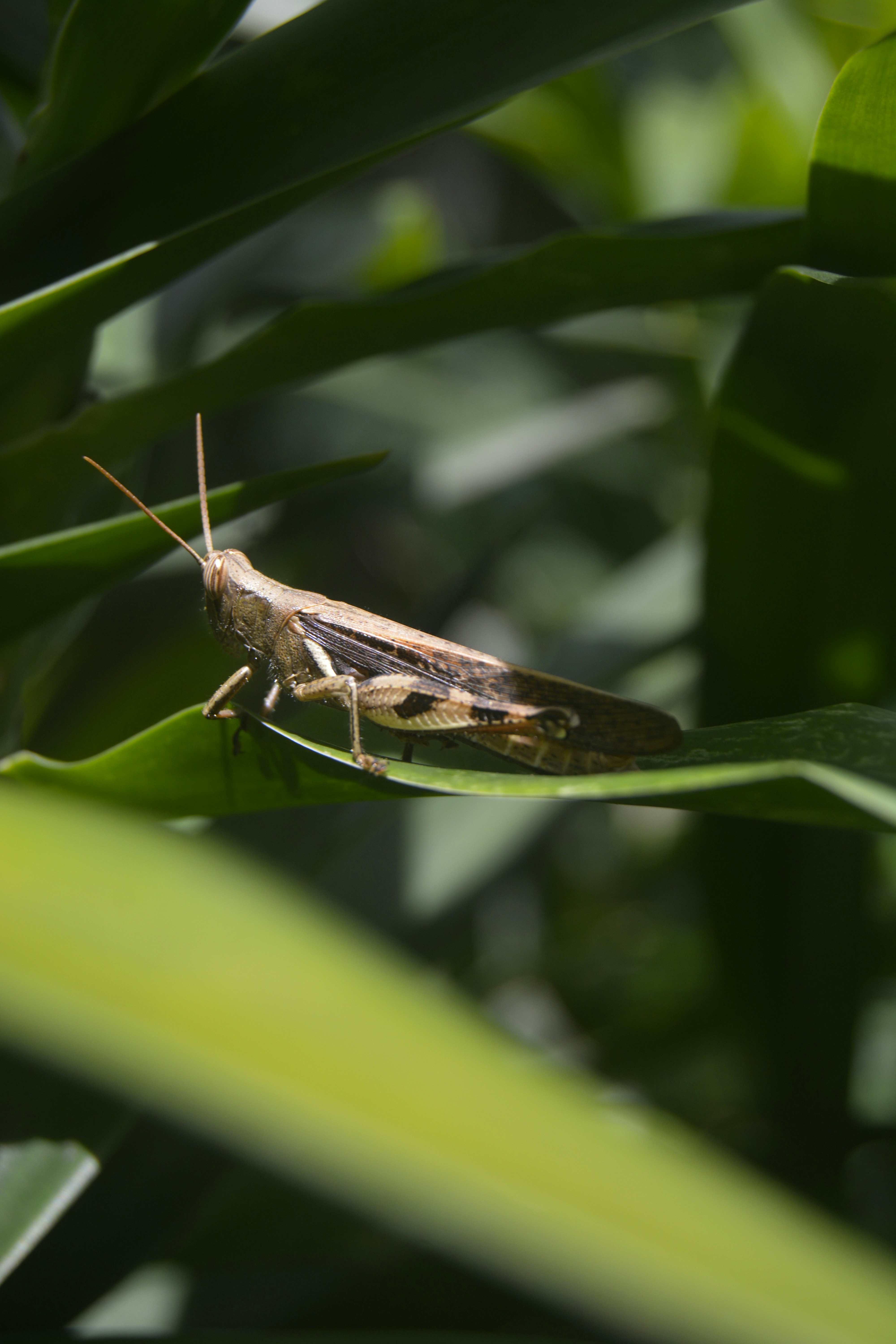 A grasshopper sitting on a leaf (portrait).