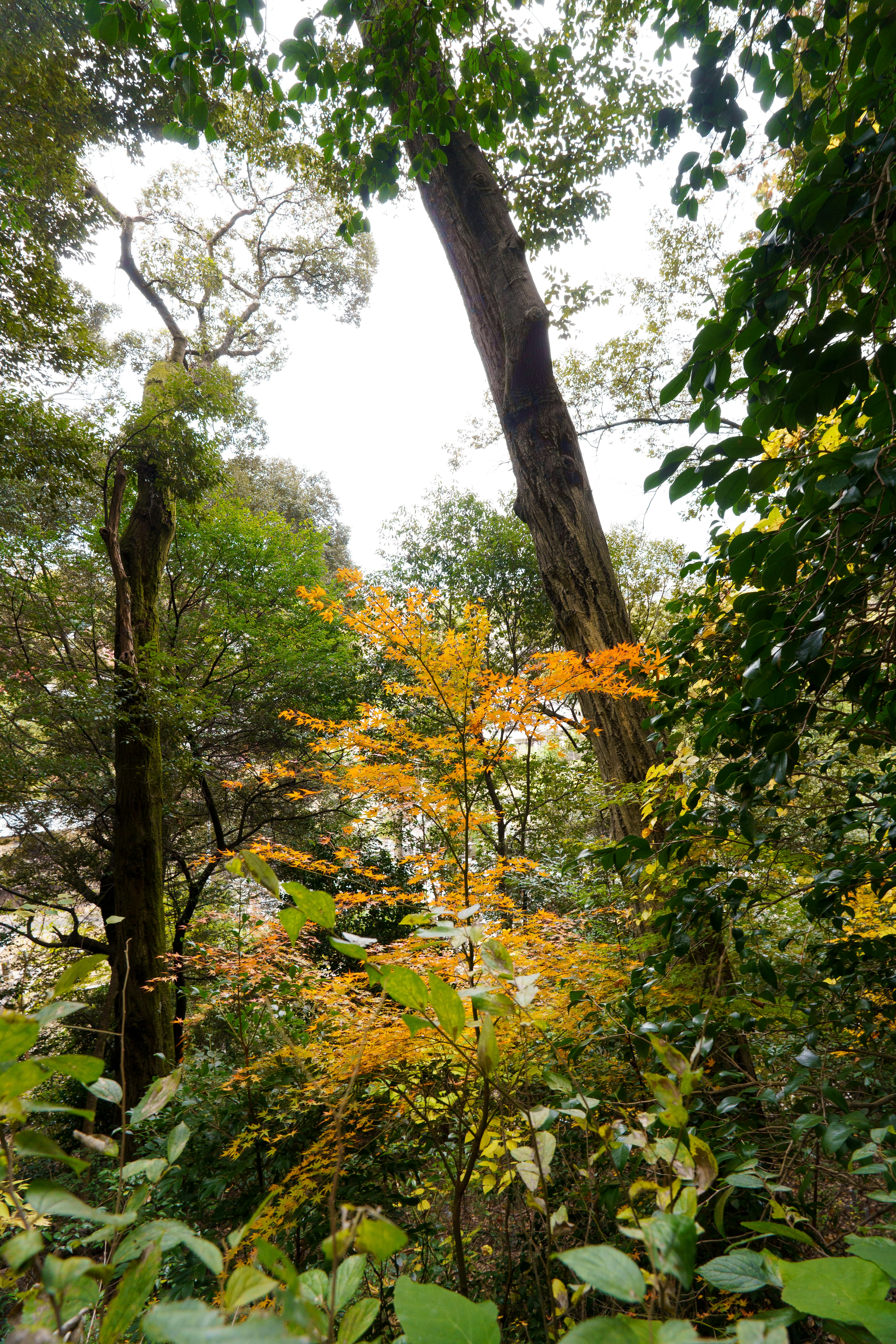 Ember Canopy: Autumn Light Through a Quiet Forest