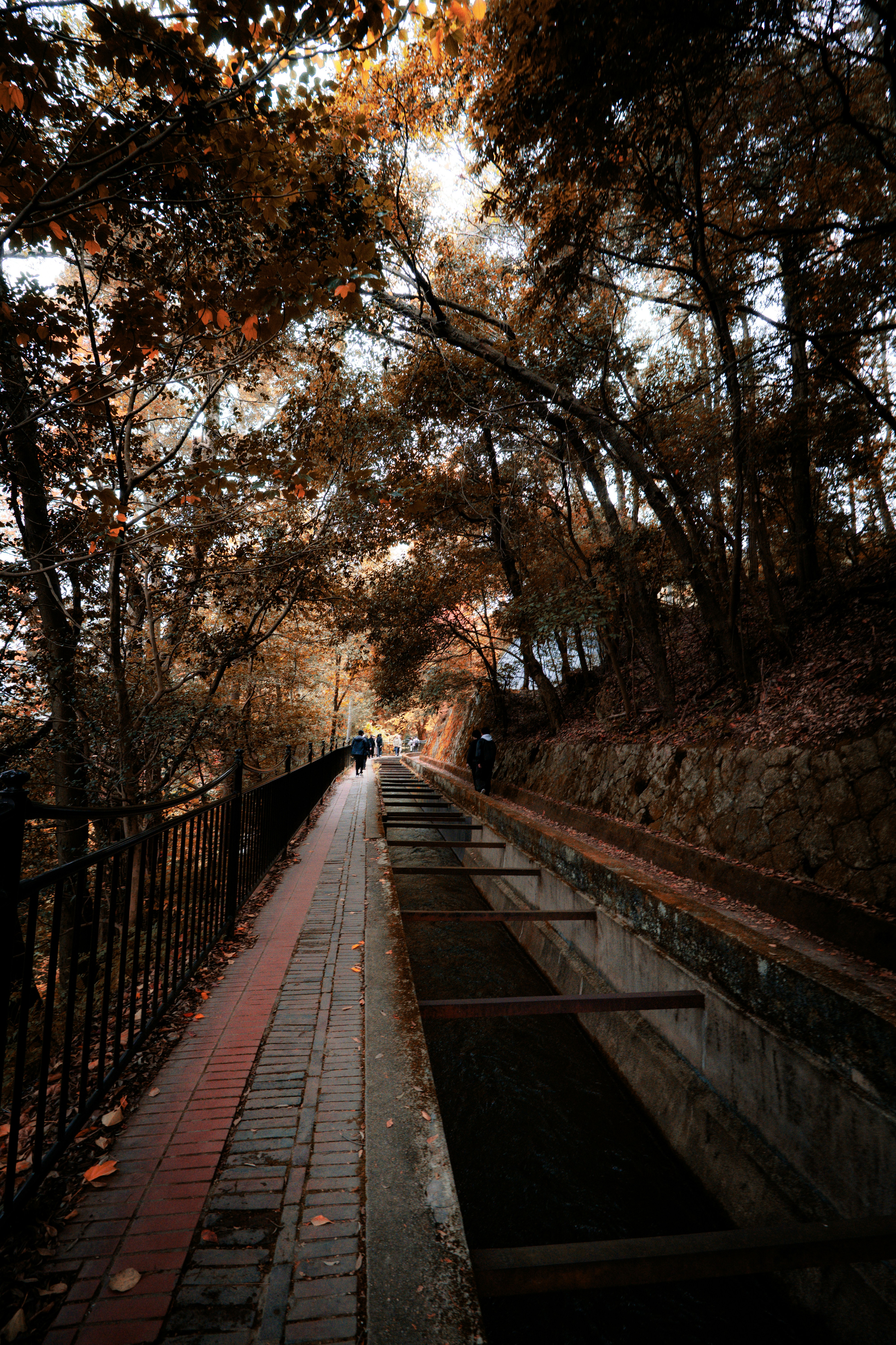 Amber Corridor: A Quiet Riverbank Walk Through Fall