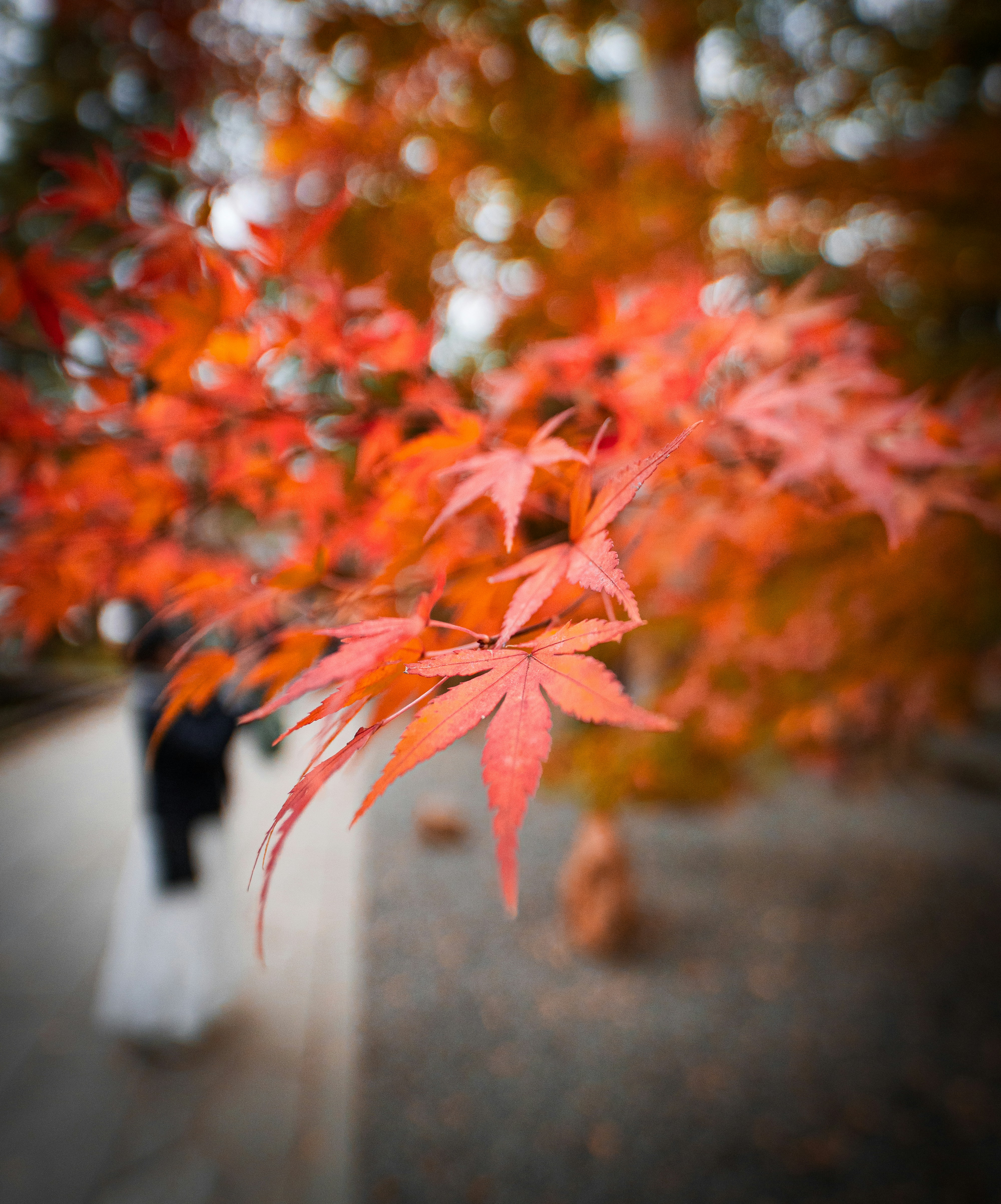 Photo by SRTgraphy with Sony Alpha 6400