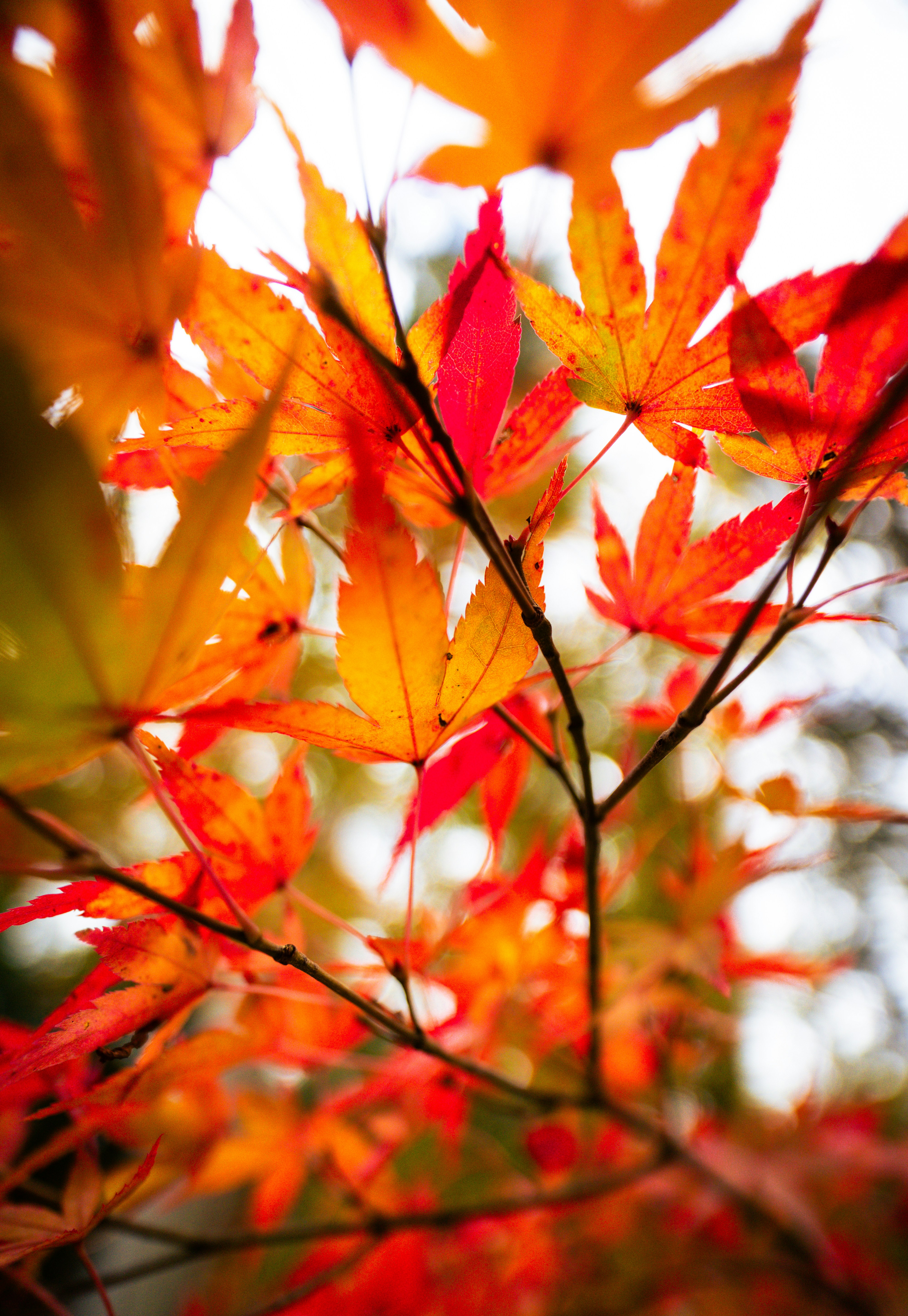Crimson Veil: Autumn Maple Leaves in Soft Focus