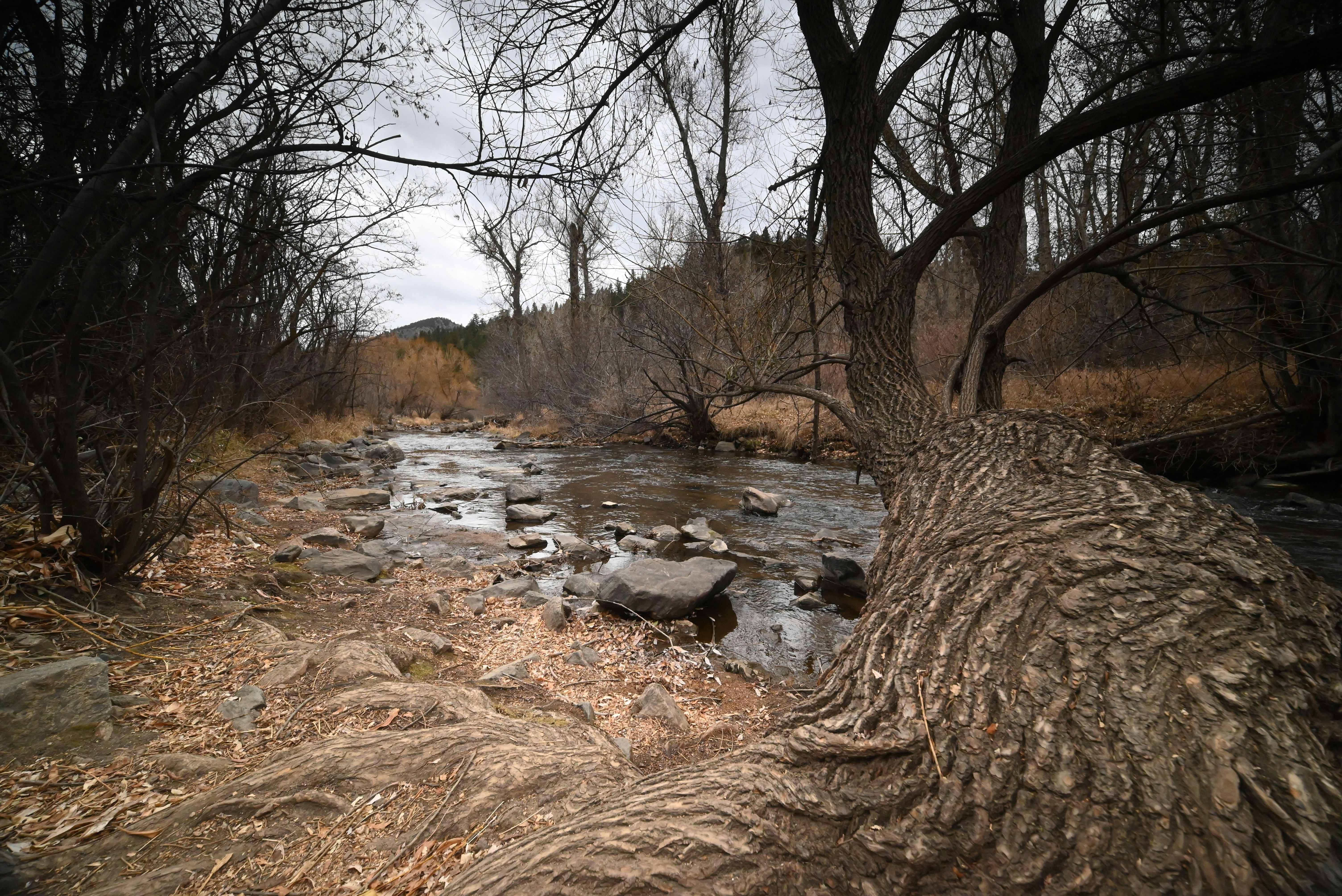 The Fallen Trunk Reaches Across a Quiet Riverbank