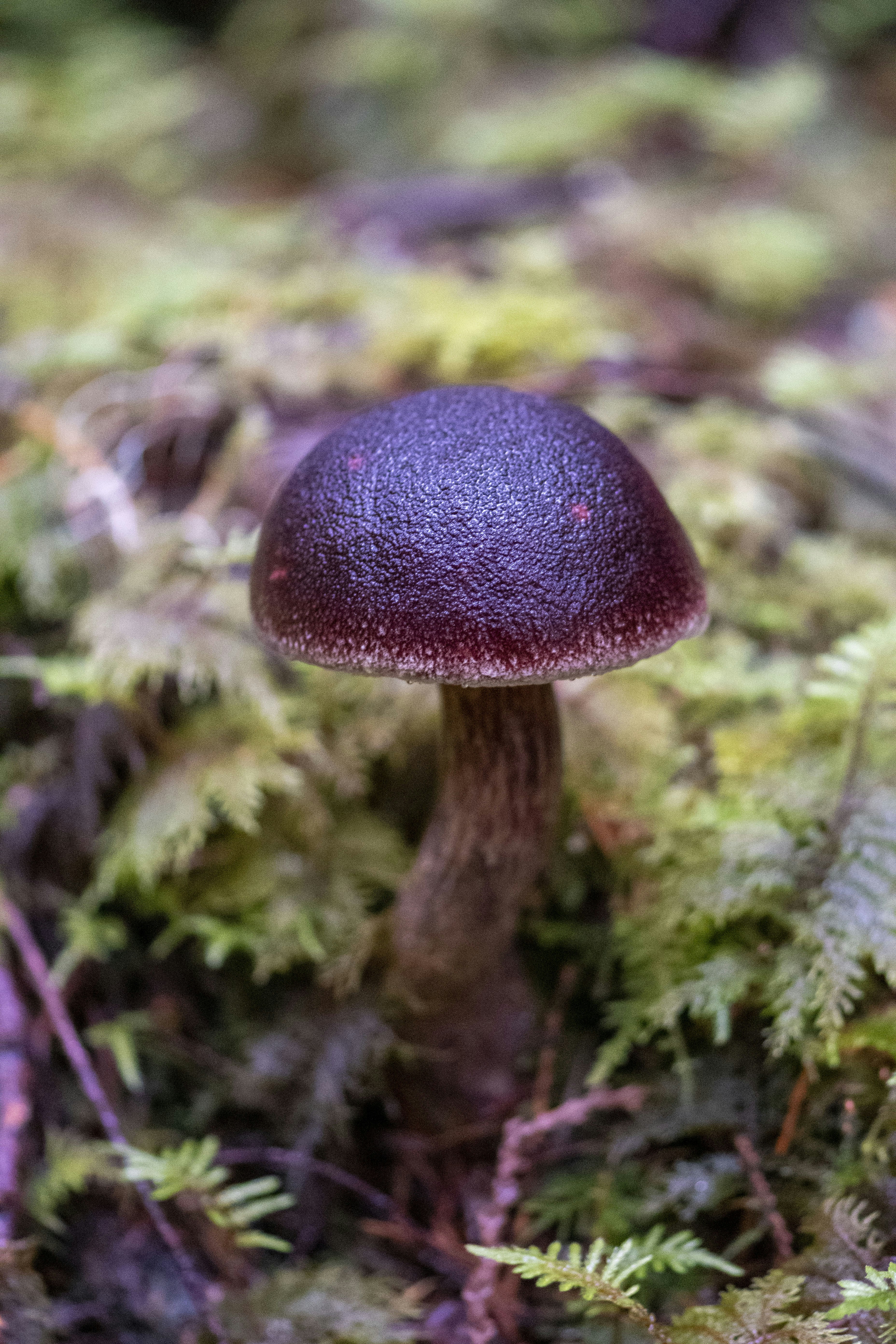 Midnight Purplecap rising from the emerald moss