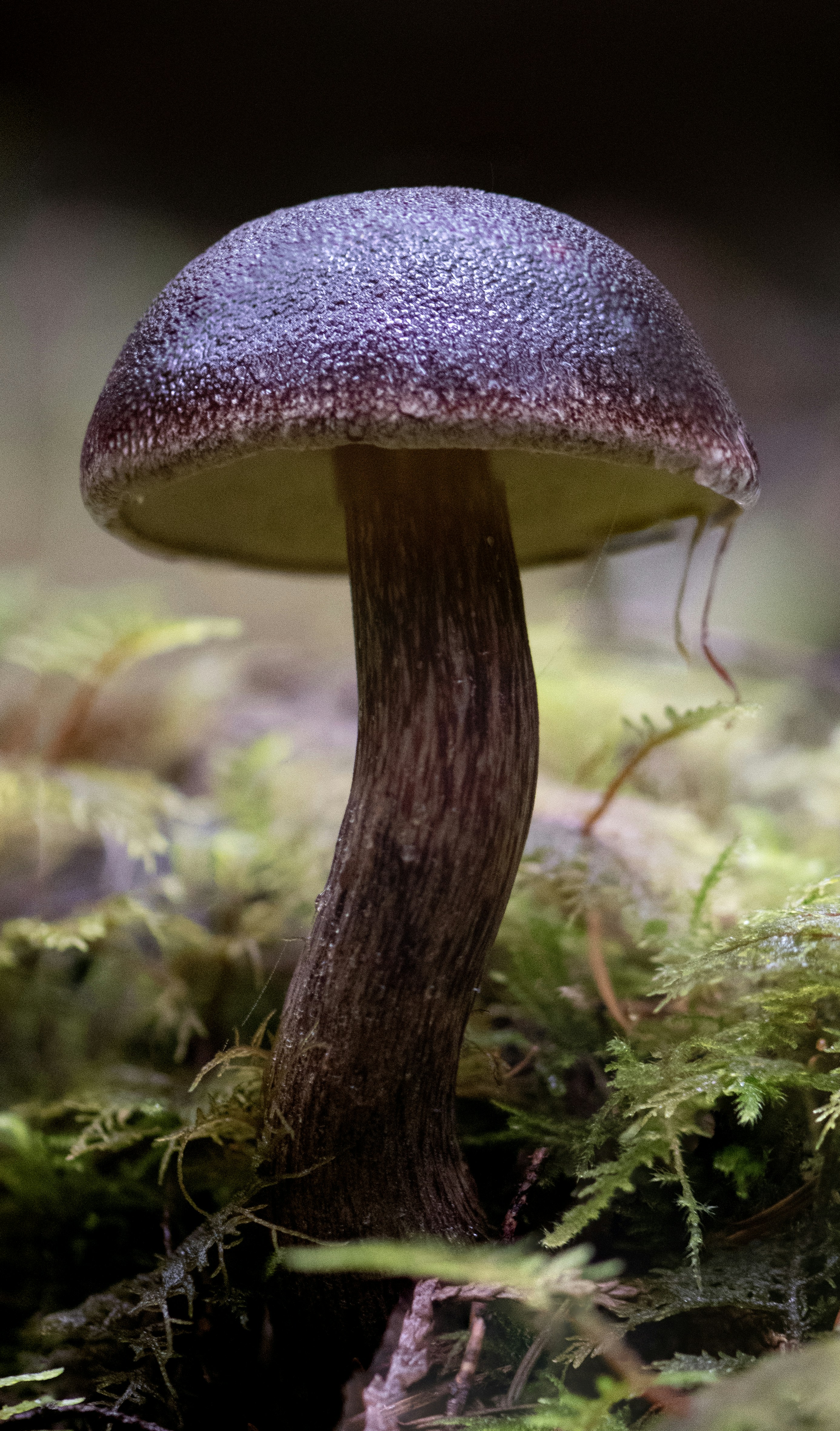 A single mushroom growing in mossy forest floor photo – Free Forest ...