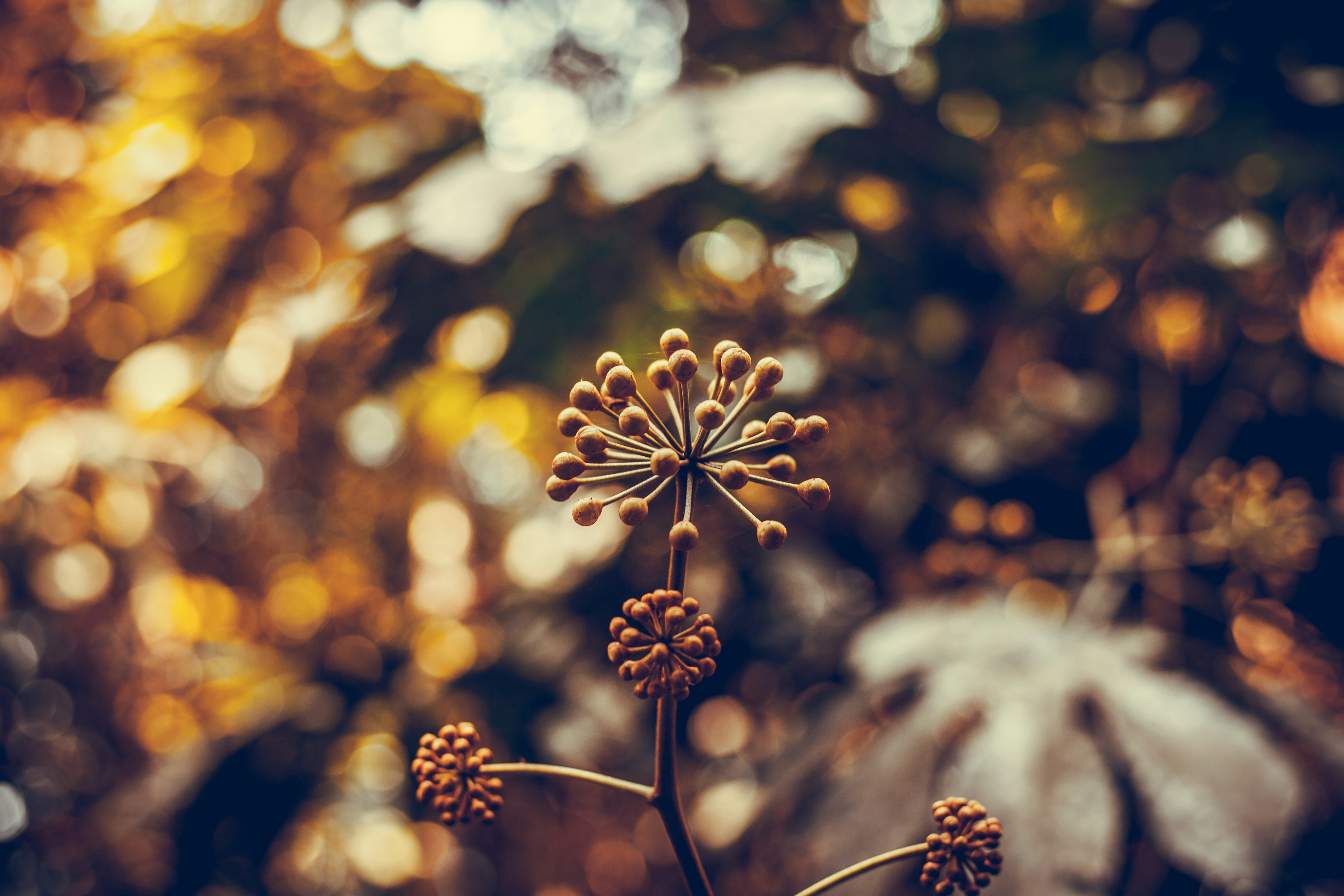 Close-up shot of a unique plant structure, featuring spherical clusters of small seeds or buds radiating from a central stem. The main cluster is in sharp focus, revealing its geometric, starburst pattern. The background is a stunning display of golden bokeh, created by sunlight filtering through the foliage, which bathes the scene in warm, autumnal light. The image has a magical, vintage atmosphere, highlighting the delicate beauty of nature.