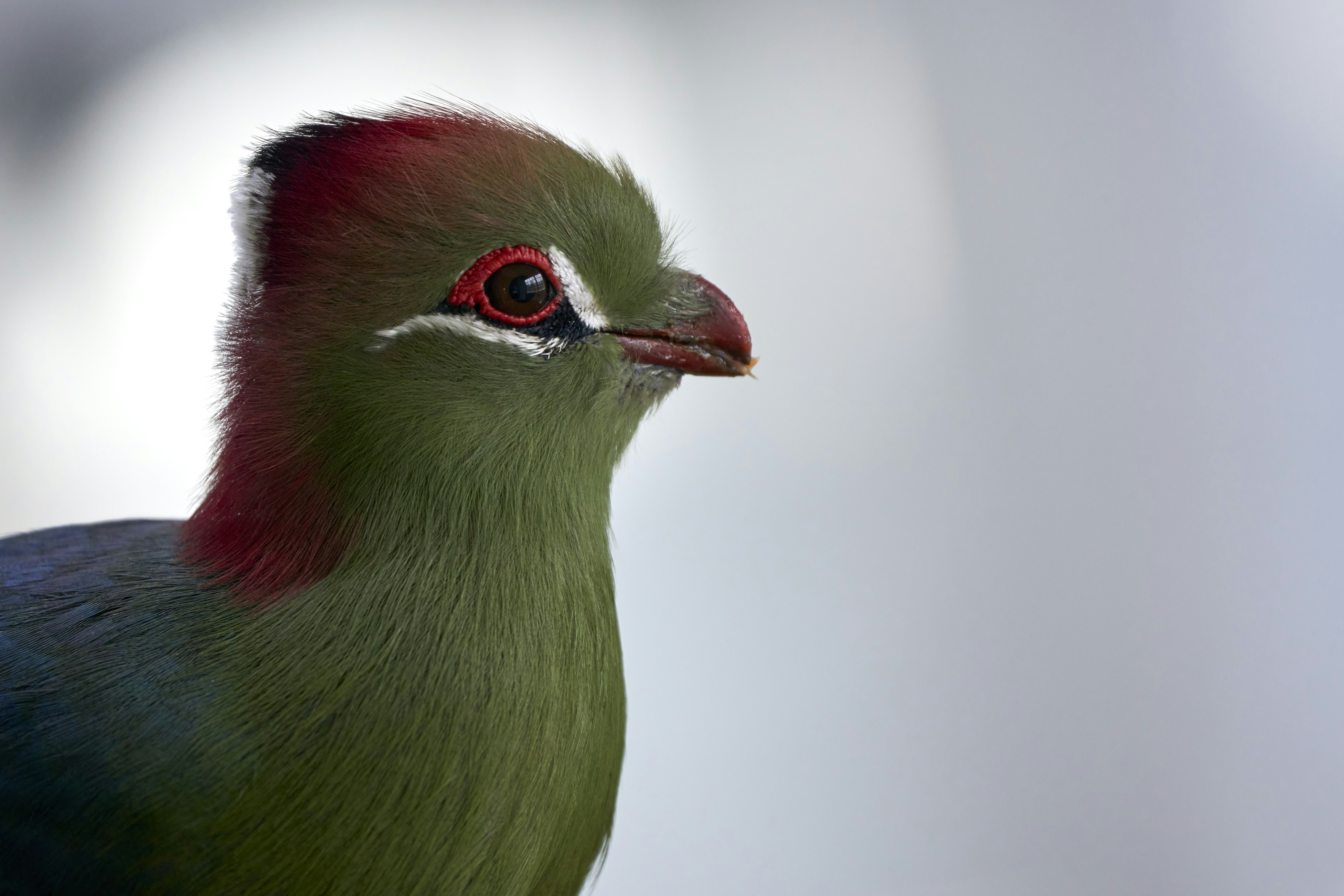 Photo by Wolfgang Hasselmann with Sony Alpha 7 IV