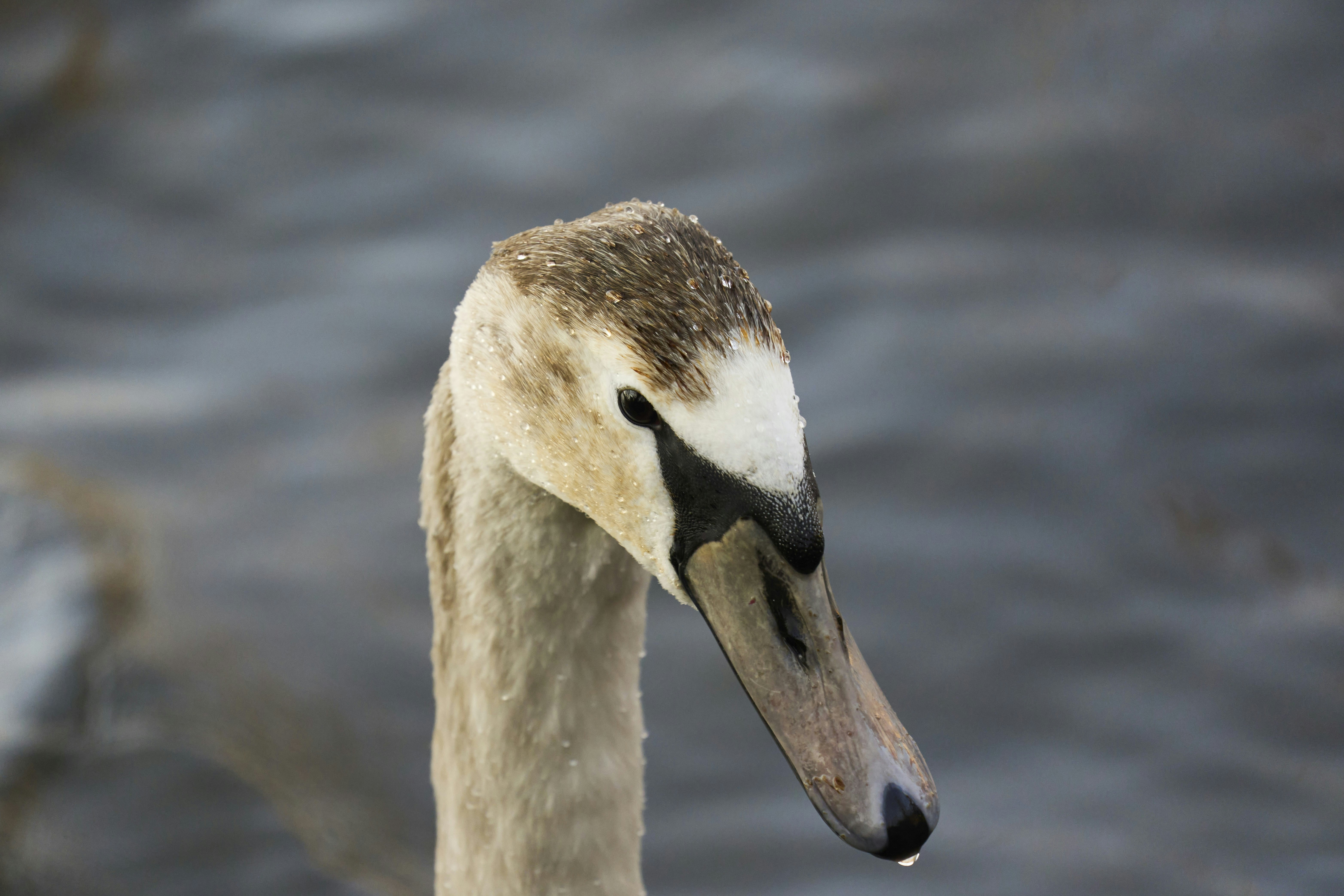 Photo by Wolfgang Hasselmann with Sony Alpha 7 IV