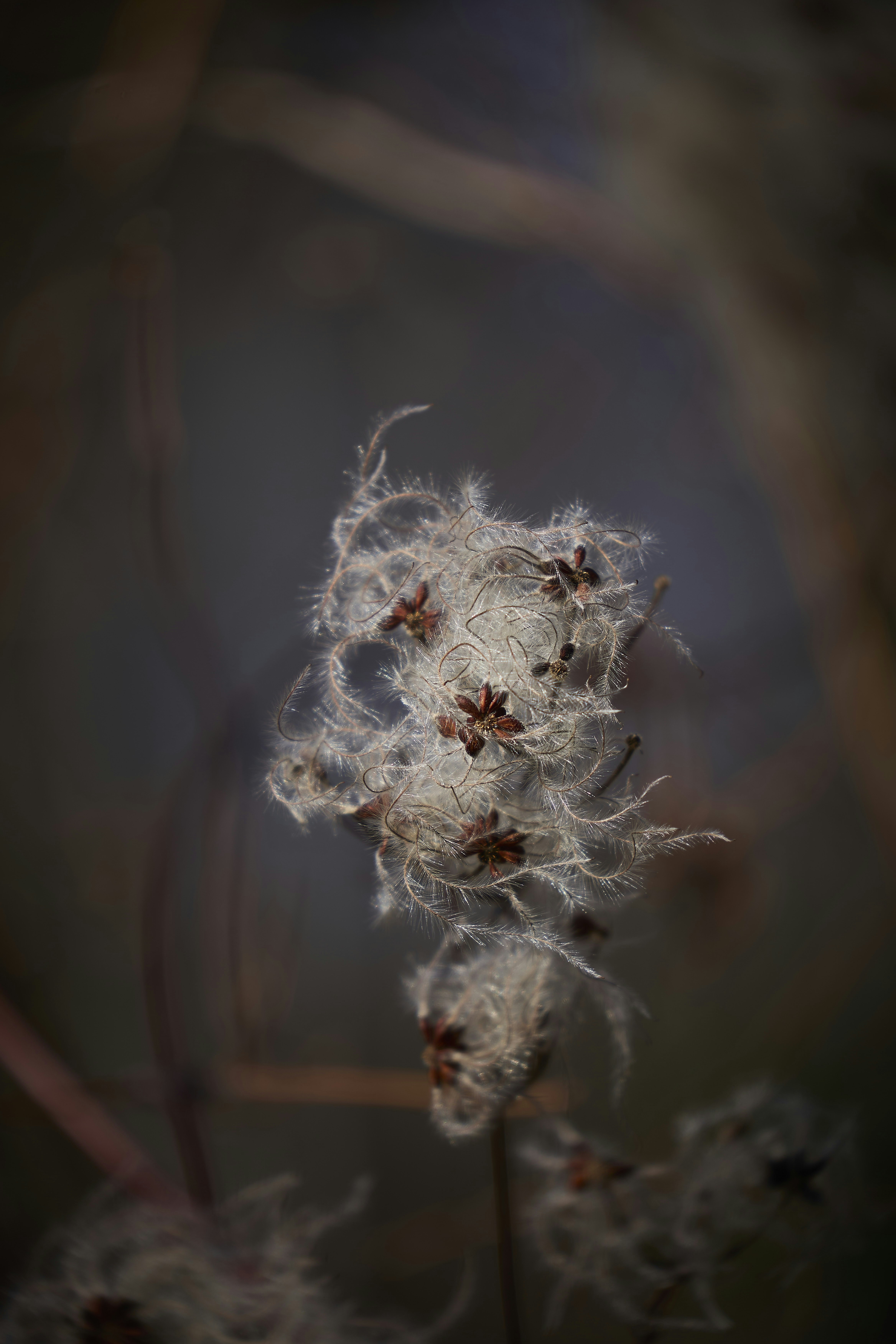 Backlit seed head in soft autumn light