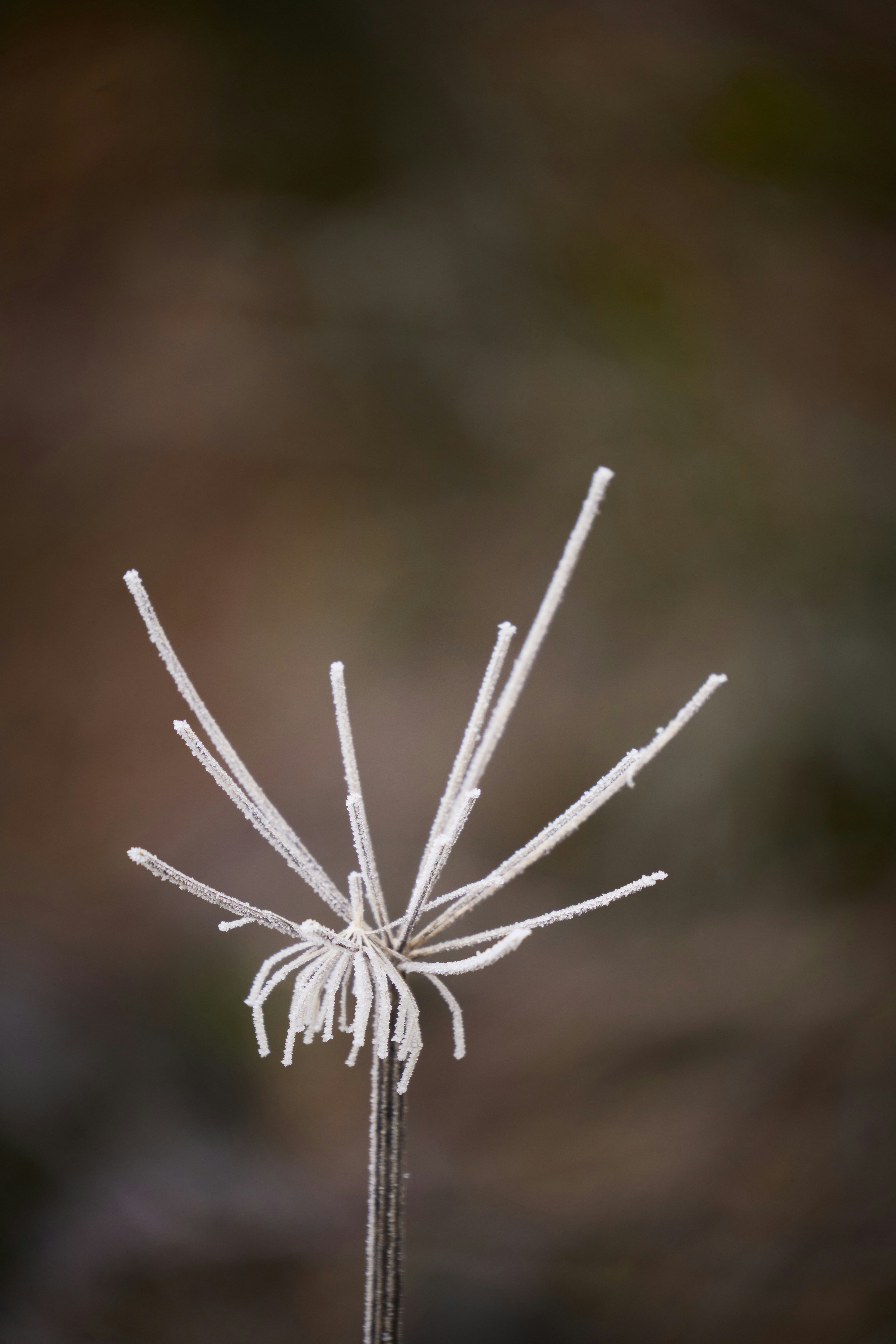 Frost Crown on a Winter Stem