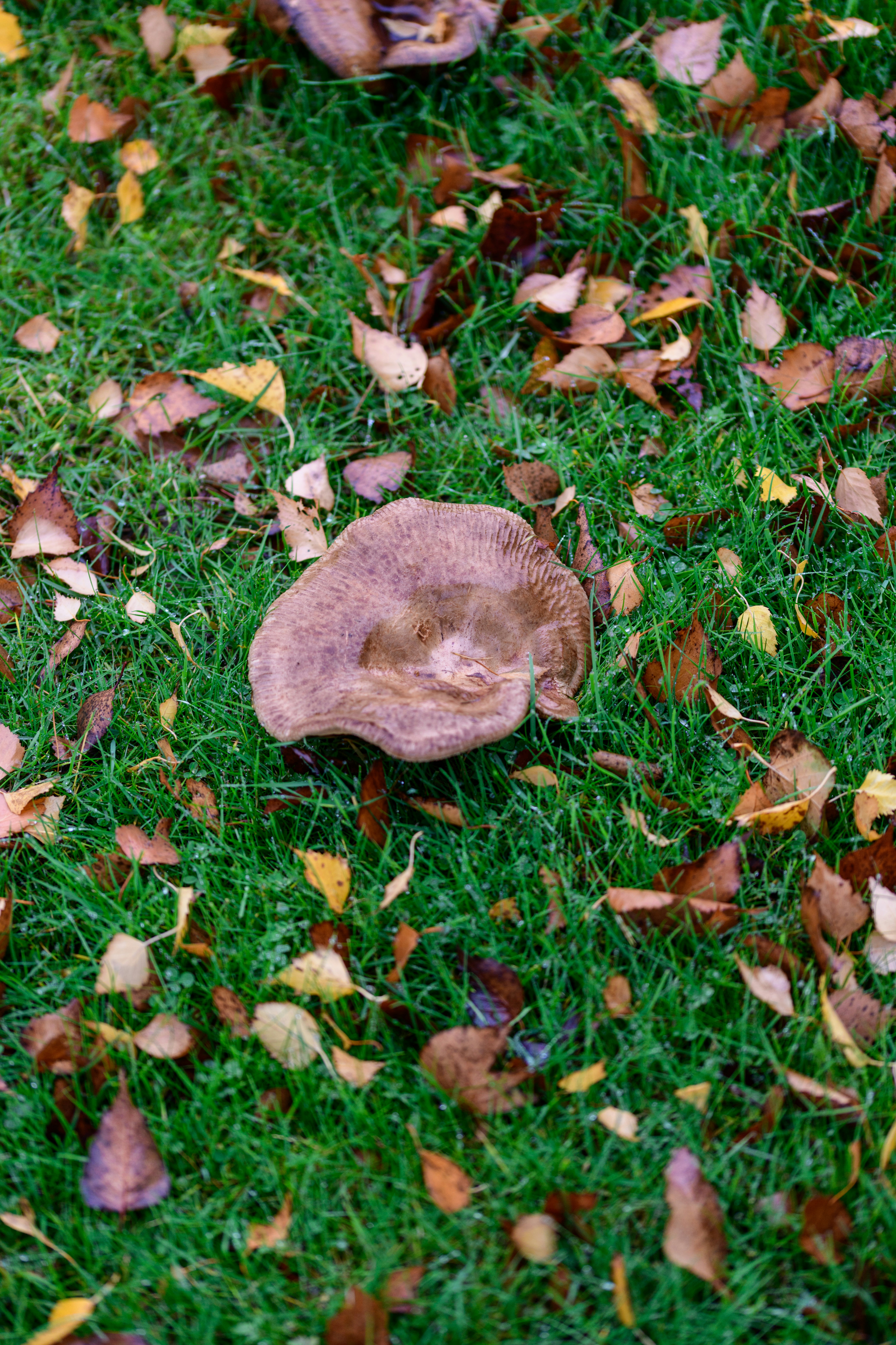 Autumn Crown: A solitary mushroom amid a carpet of fallen leaves.
