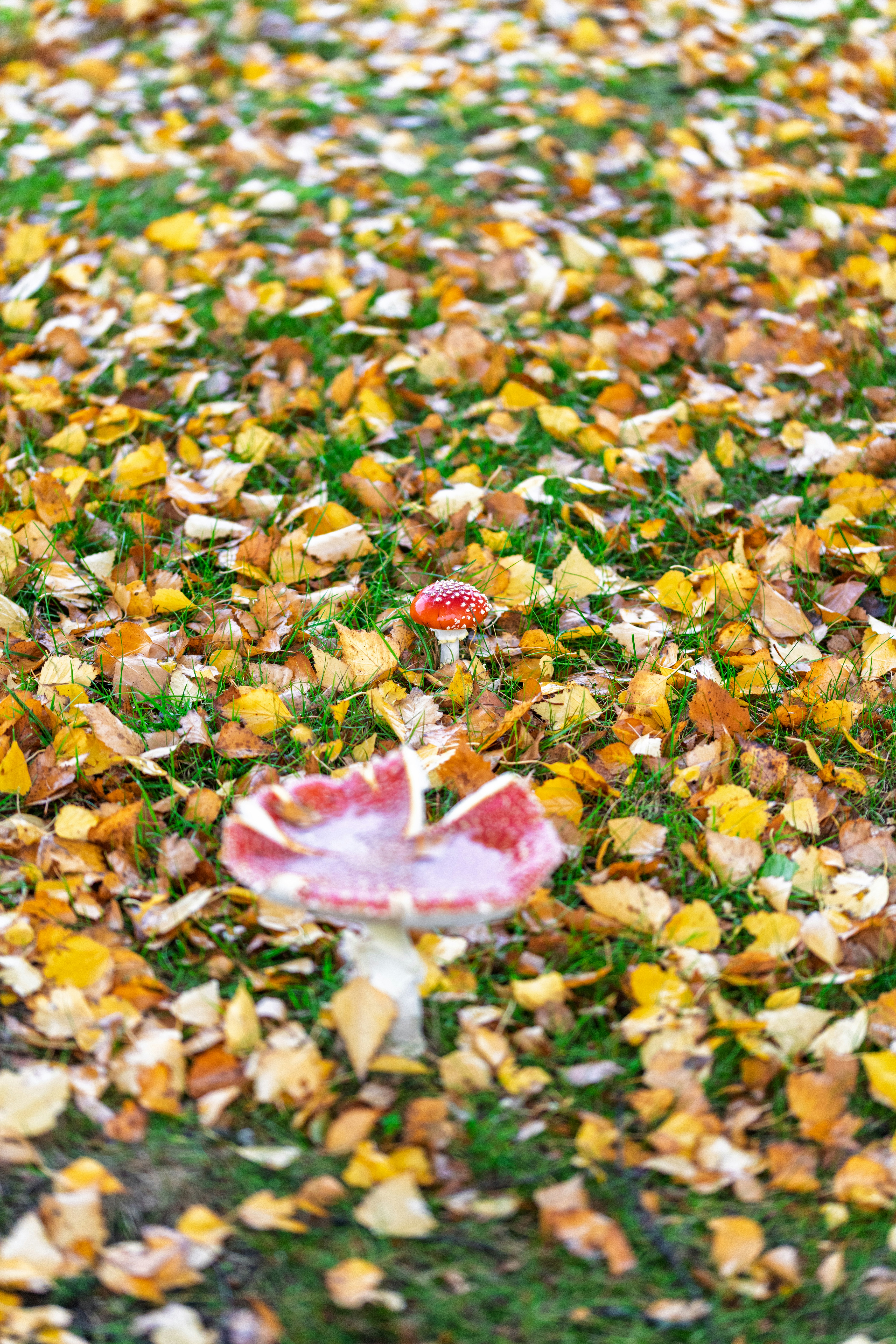 Scarlet Amanita Amid Autumn Confetti