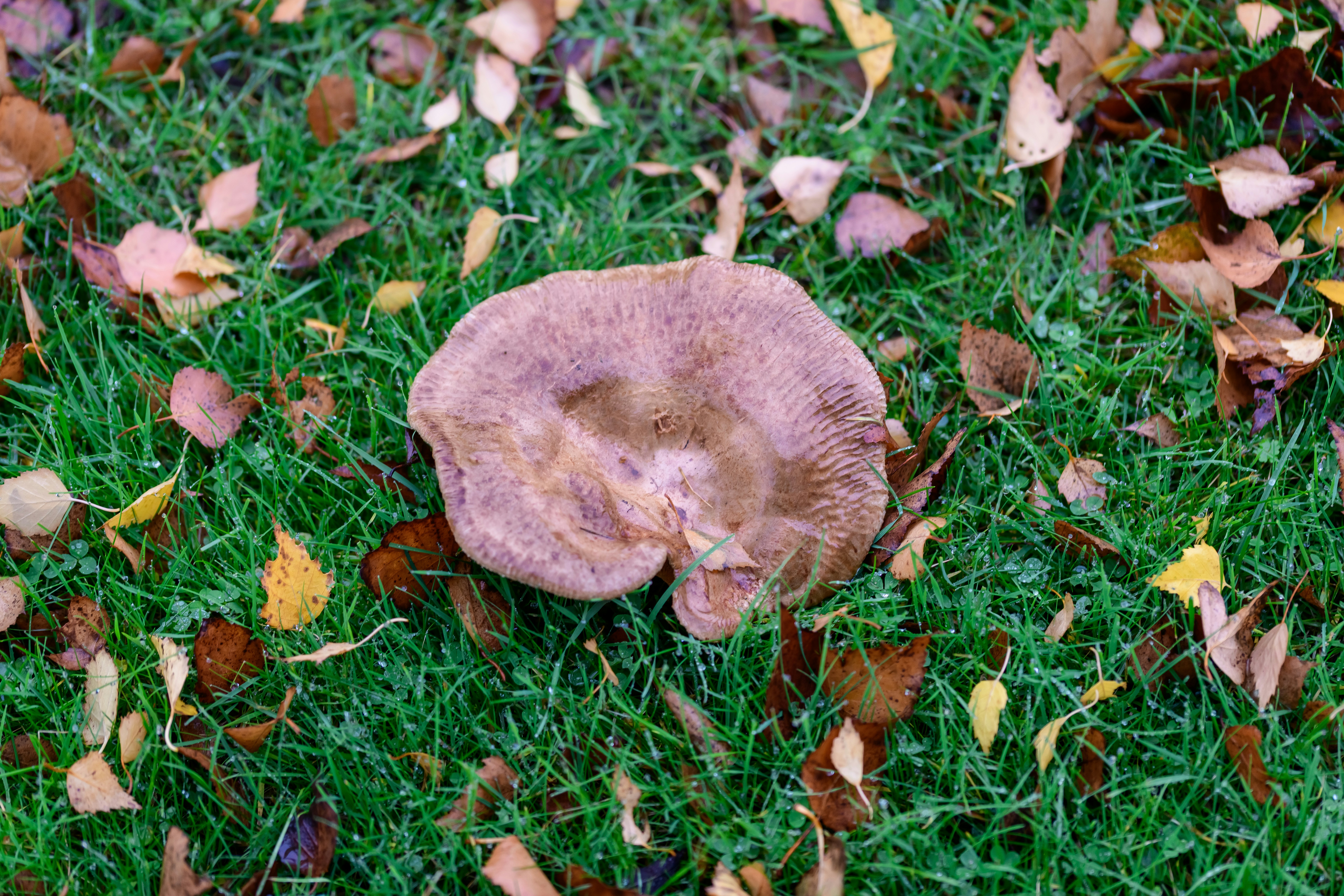 Photo by SK Strannik with Nikon D850