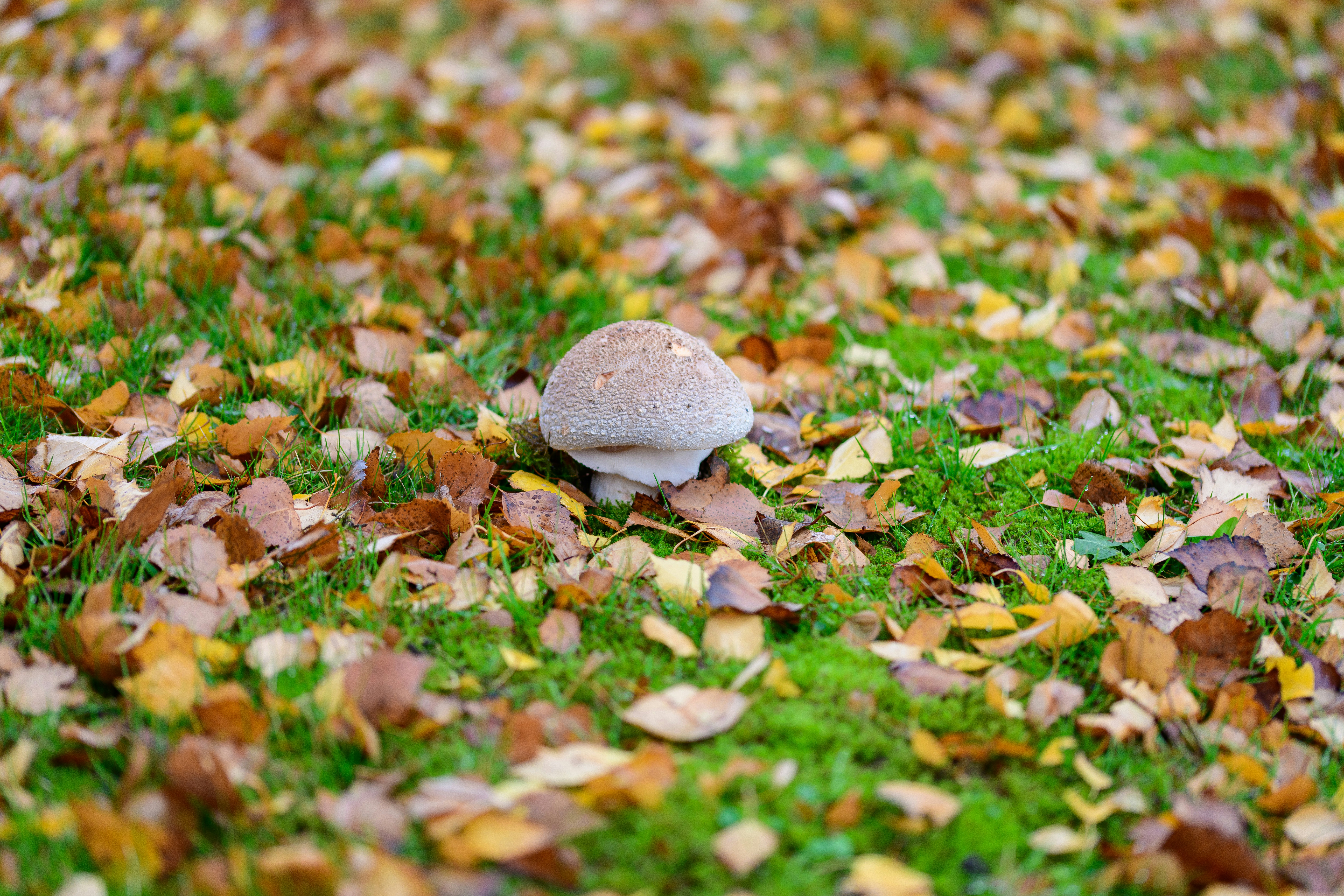 Lone Mushroom Anchors an Autumn Carpet