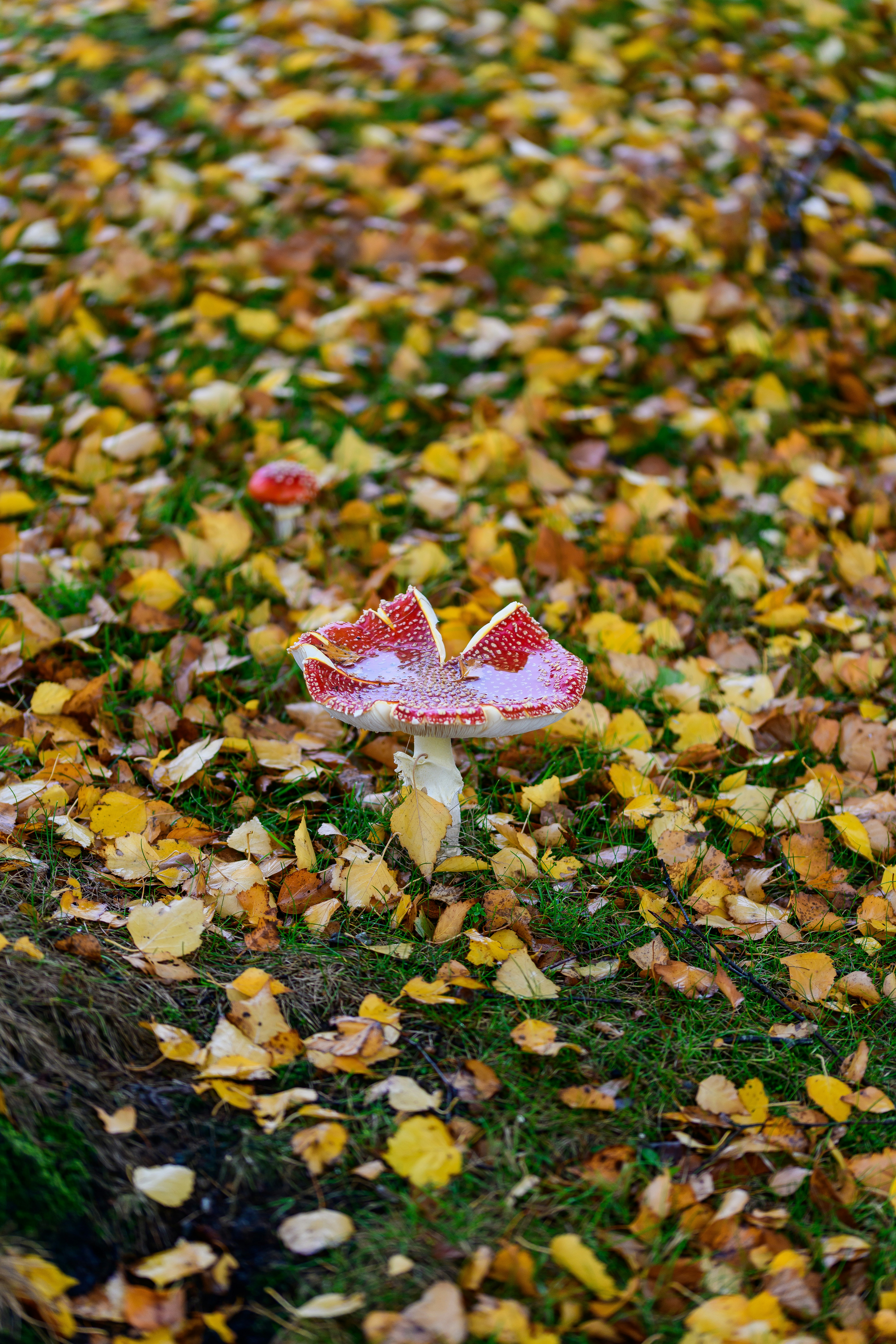 Scarlet Amanita on a gold-leaf carpet