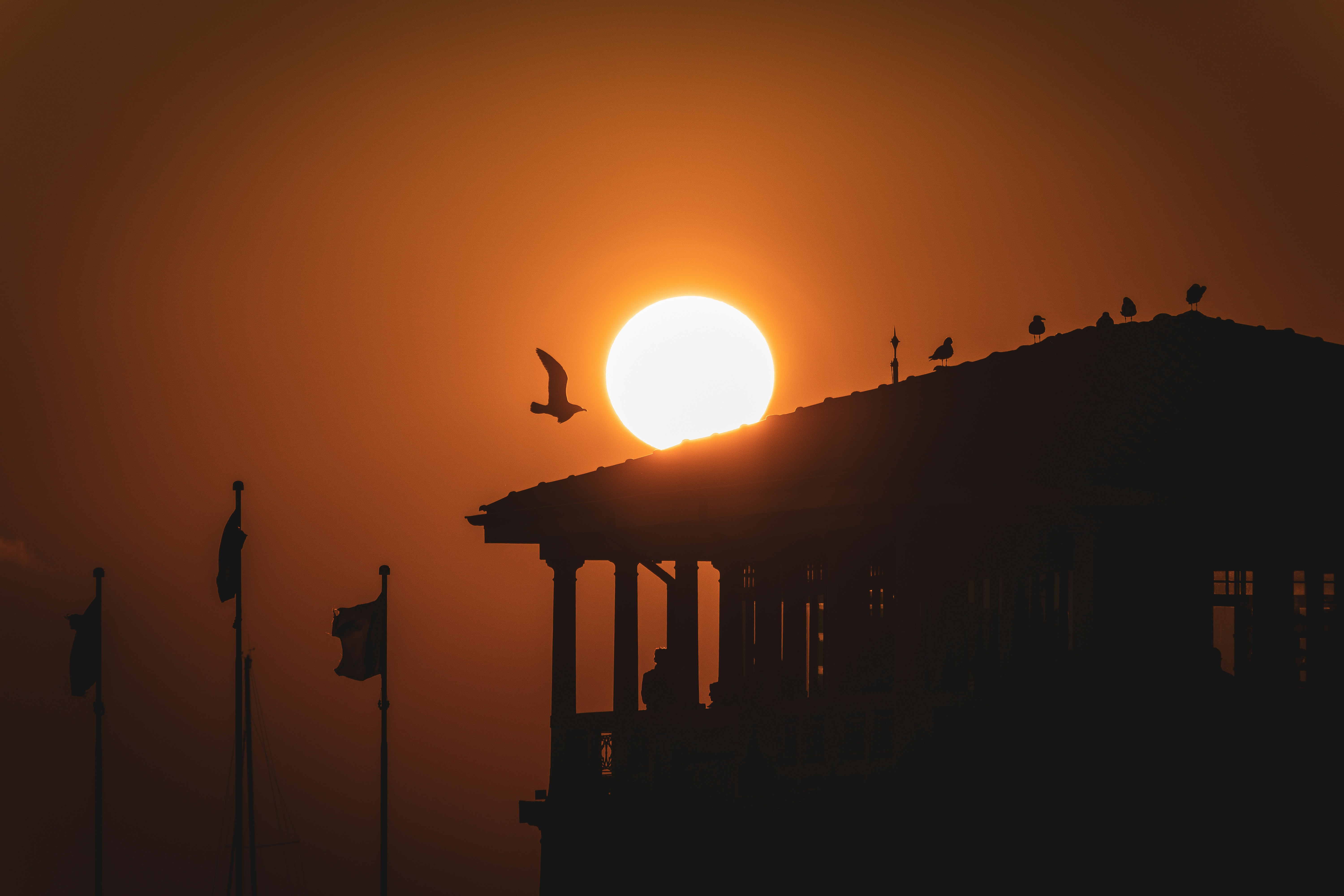 The final farewell of the day. A solitary bird flies across the immense, fiery circle of the setting sun.