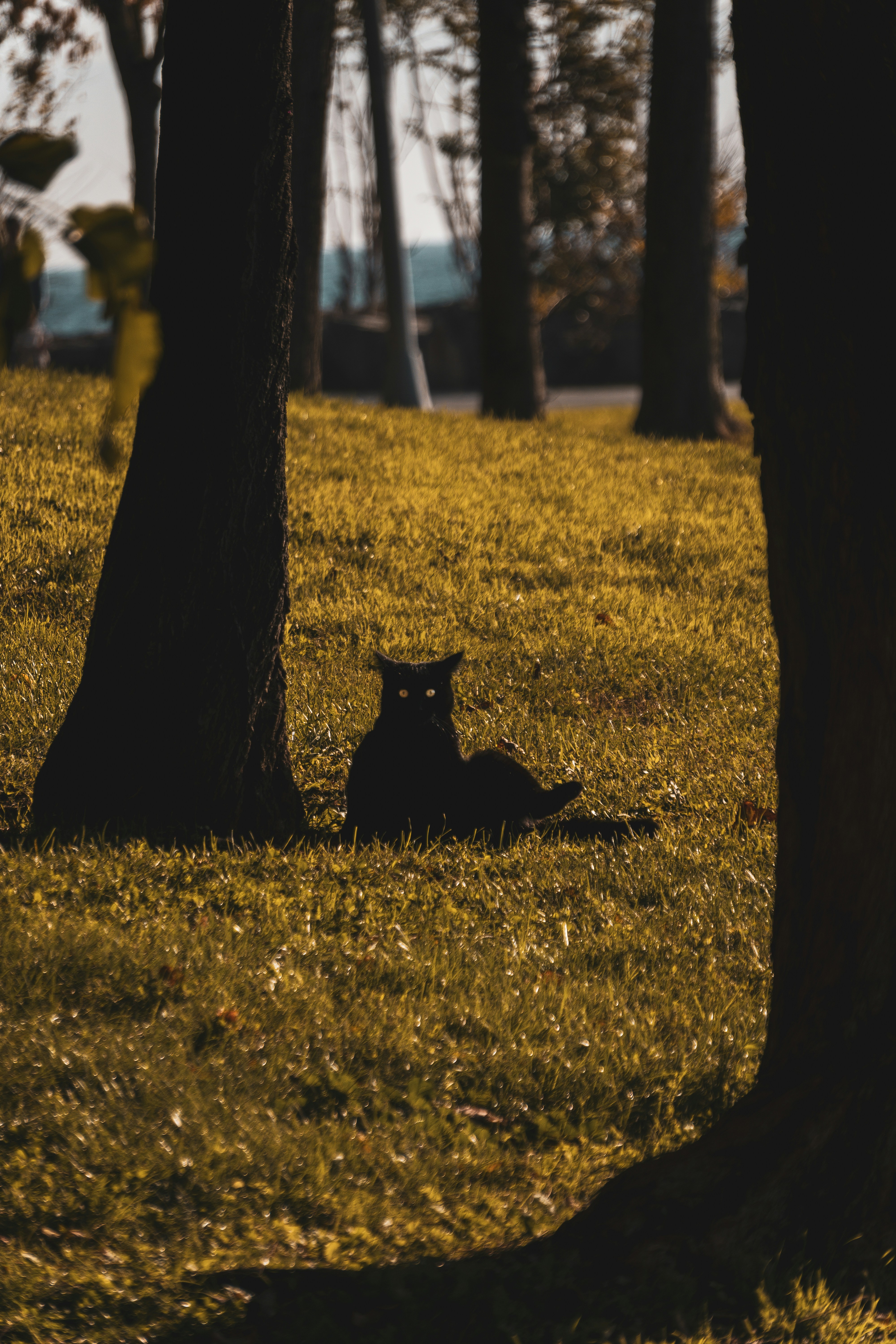 Golden Quiet: A Black Cat Between Trees in Sunlit Park