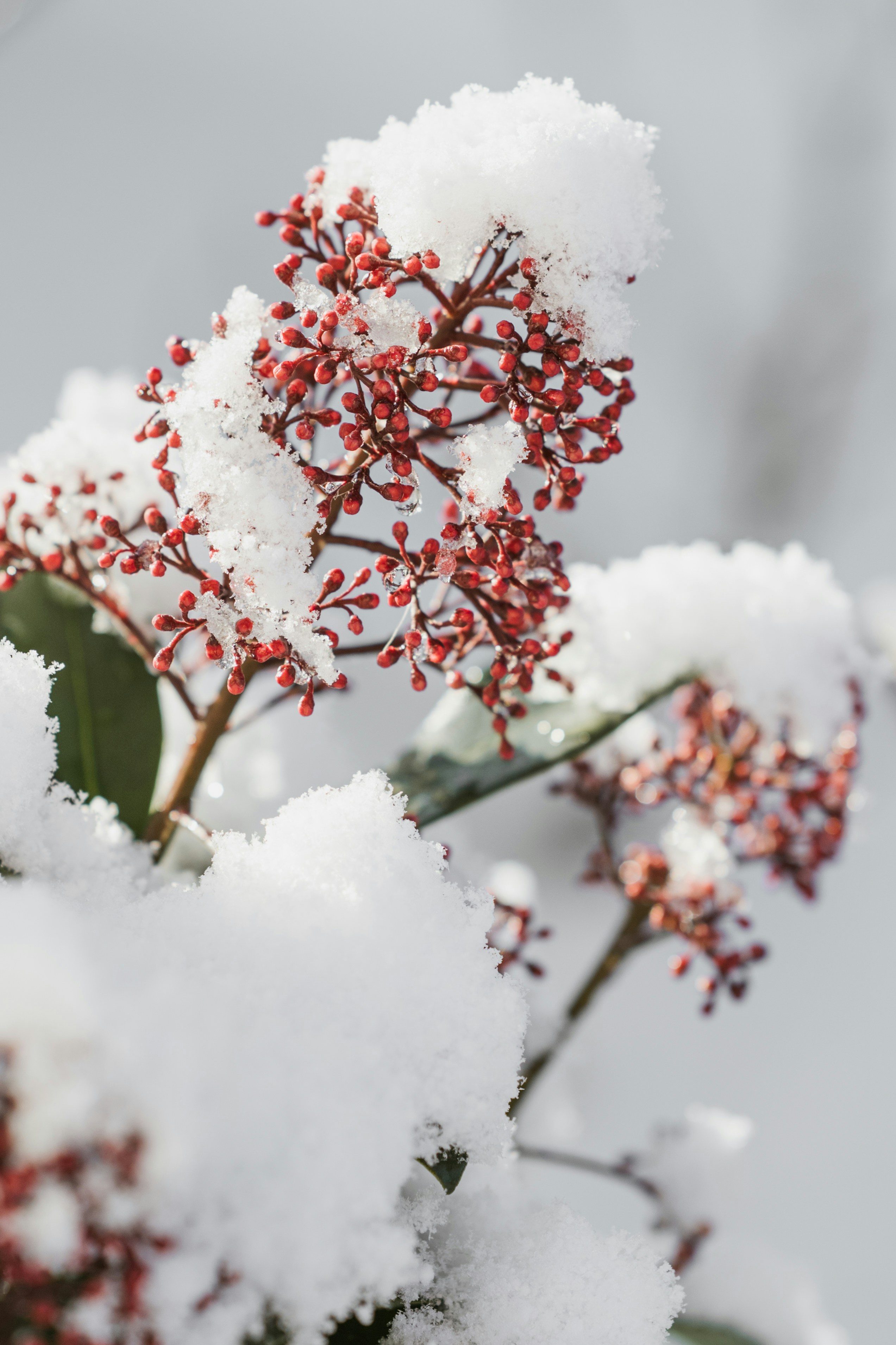Crimson Berries Dusted with Snow on a Frosted Branch