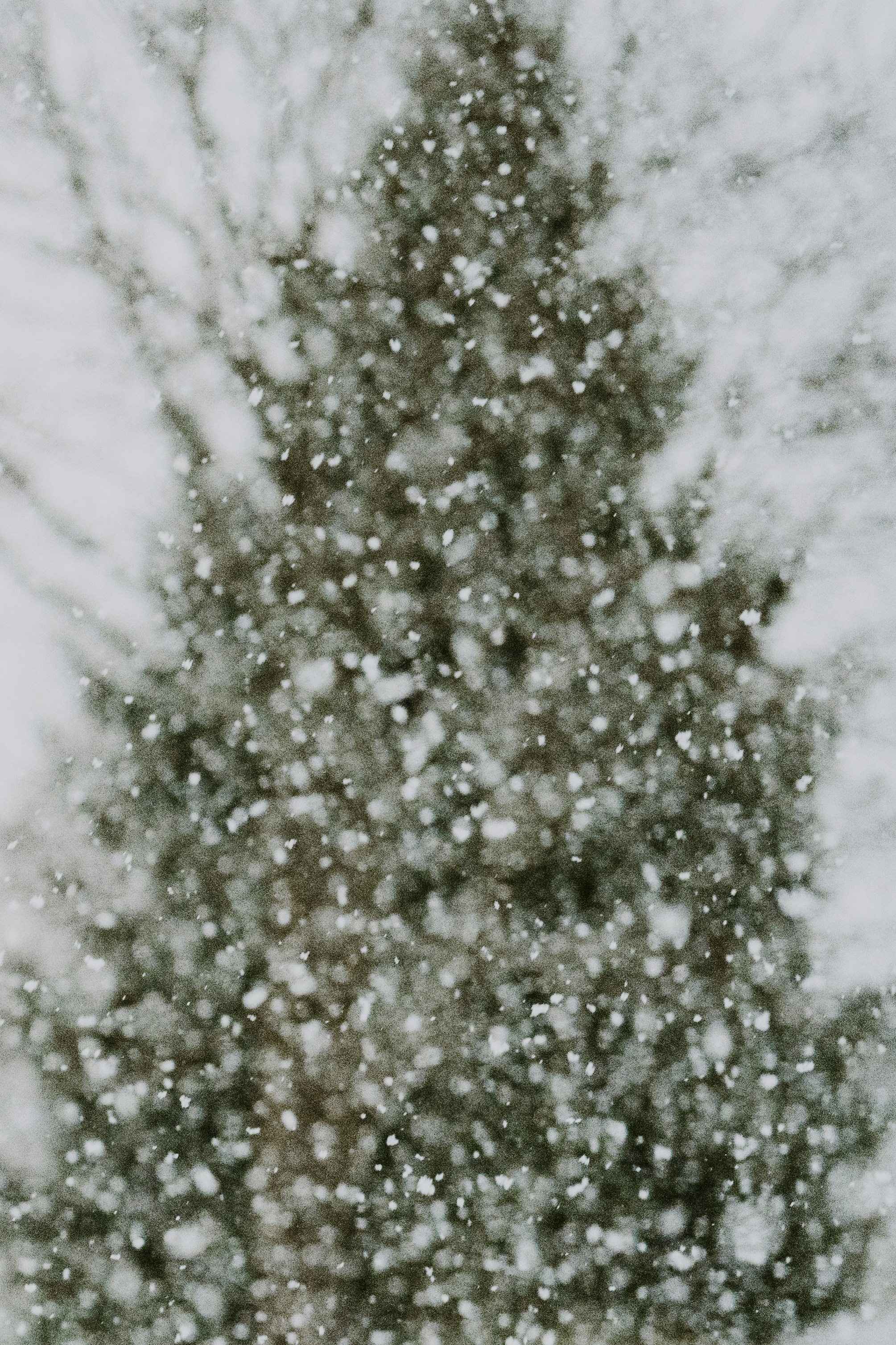Center Stage Pine in a Curtain of Snow
