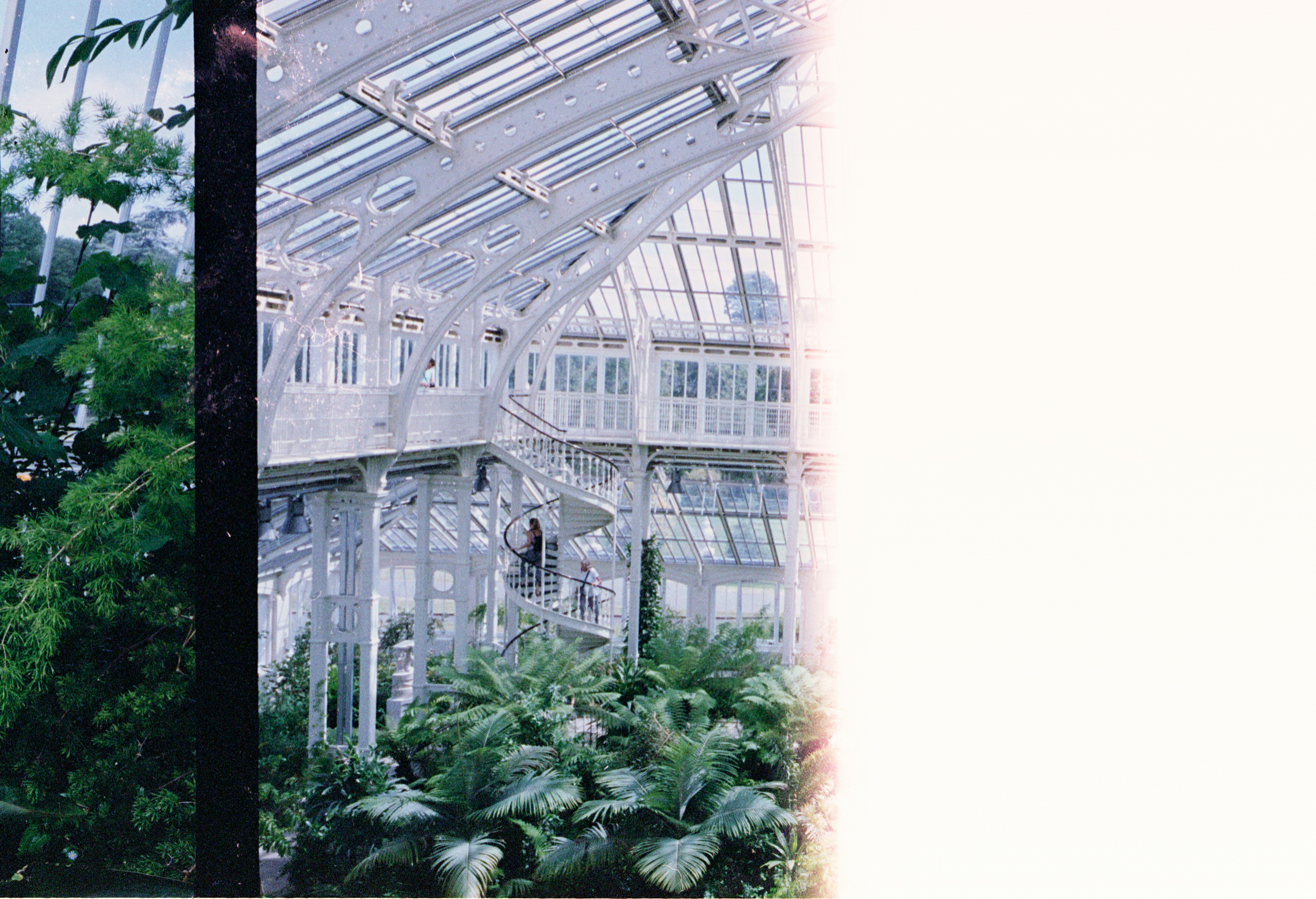 Spiral Staircase in a Glass Conservatory: A Quiet Figure Amid Tropical Light